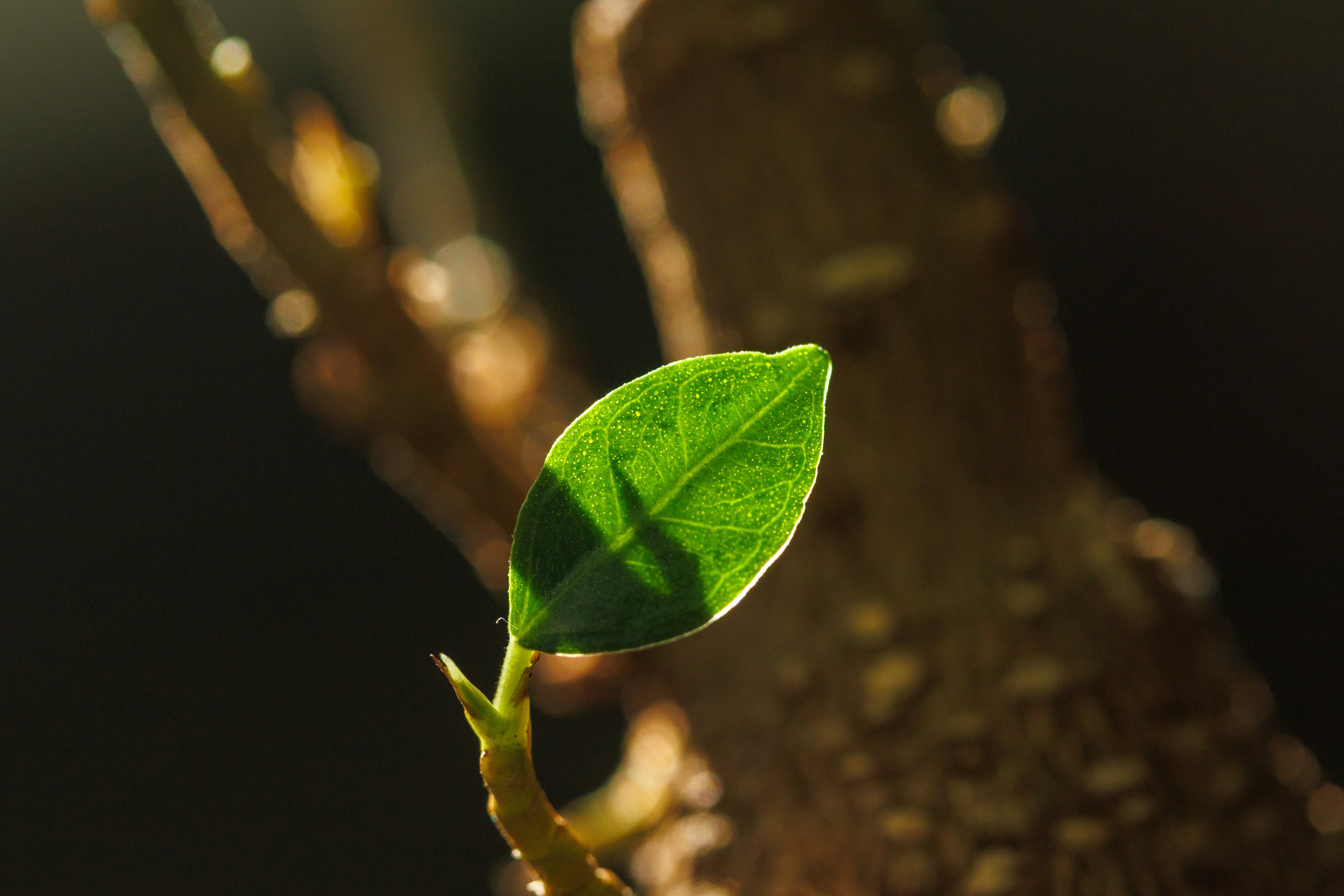 Emergent Leaf in a Dark Forest Frame
