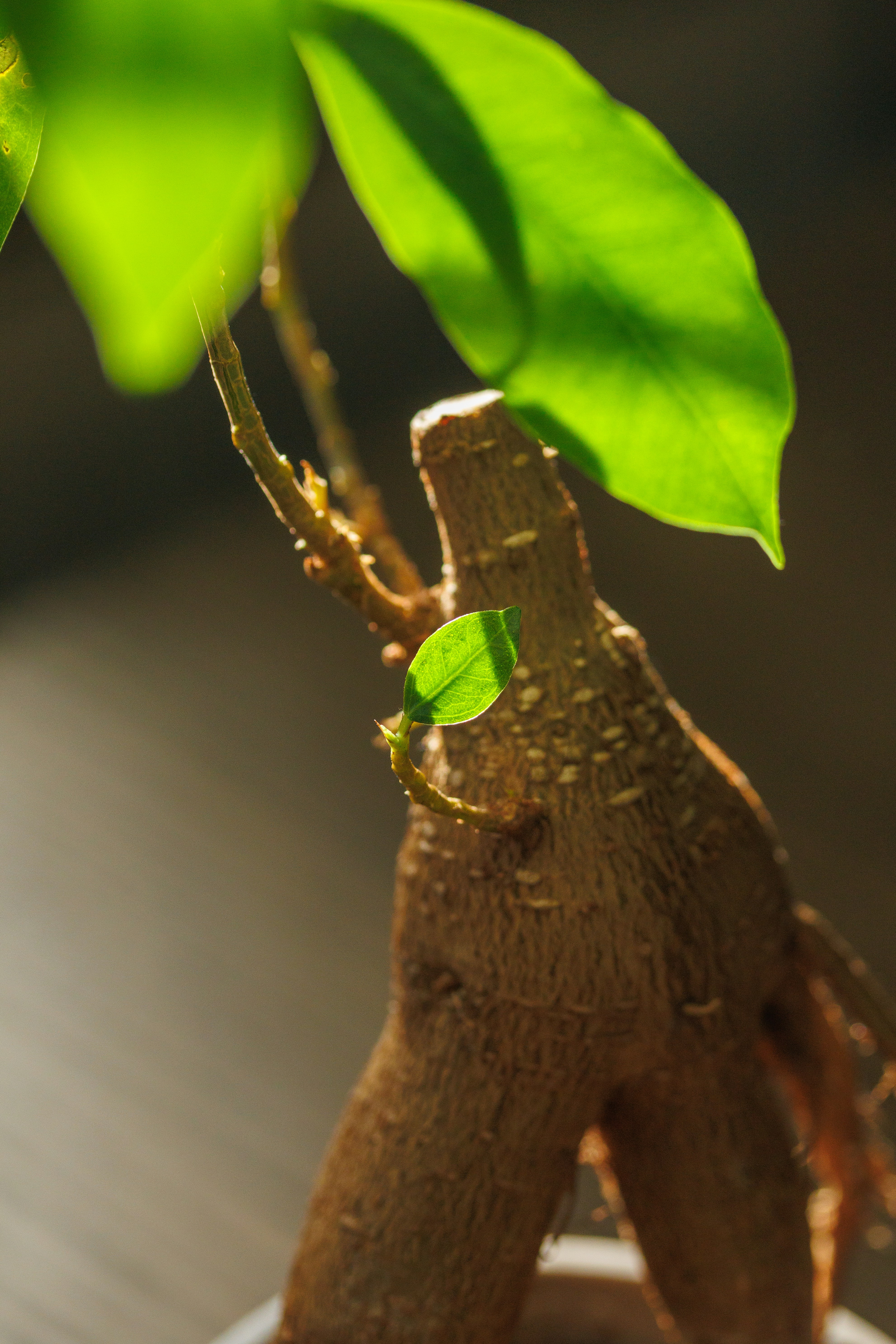 New Growth on a Gnarled Branch: A Sunlit Leaf Emerges