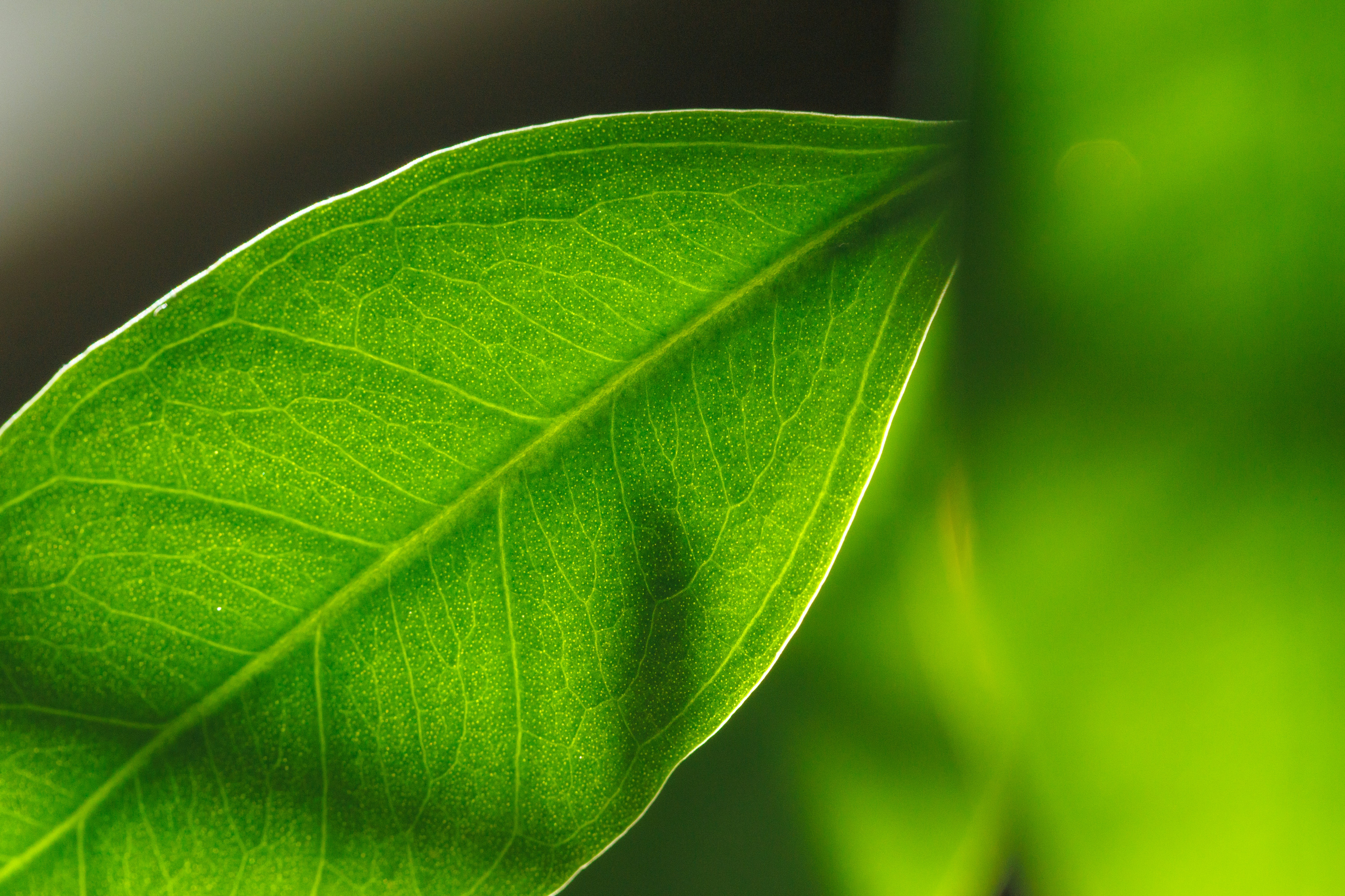 Luminous Leaf Veins: a close-up study of surface texture