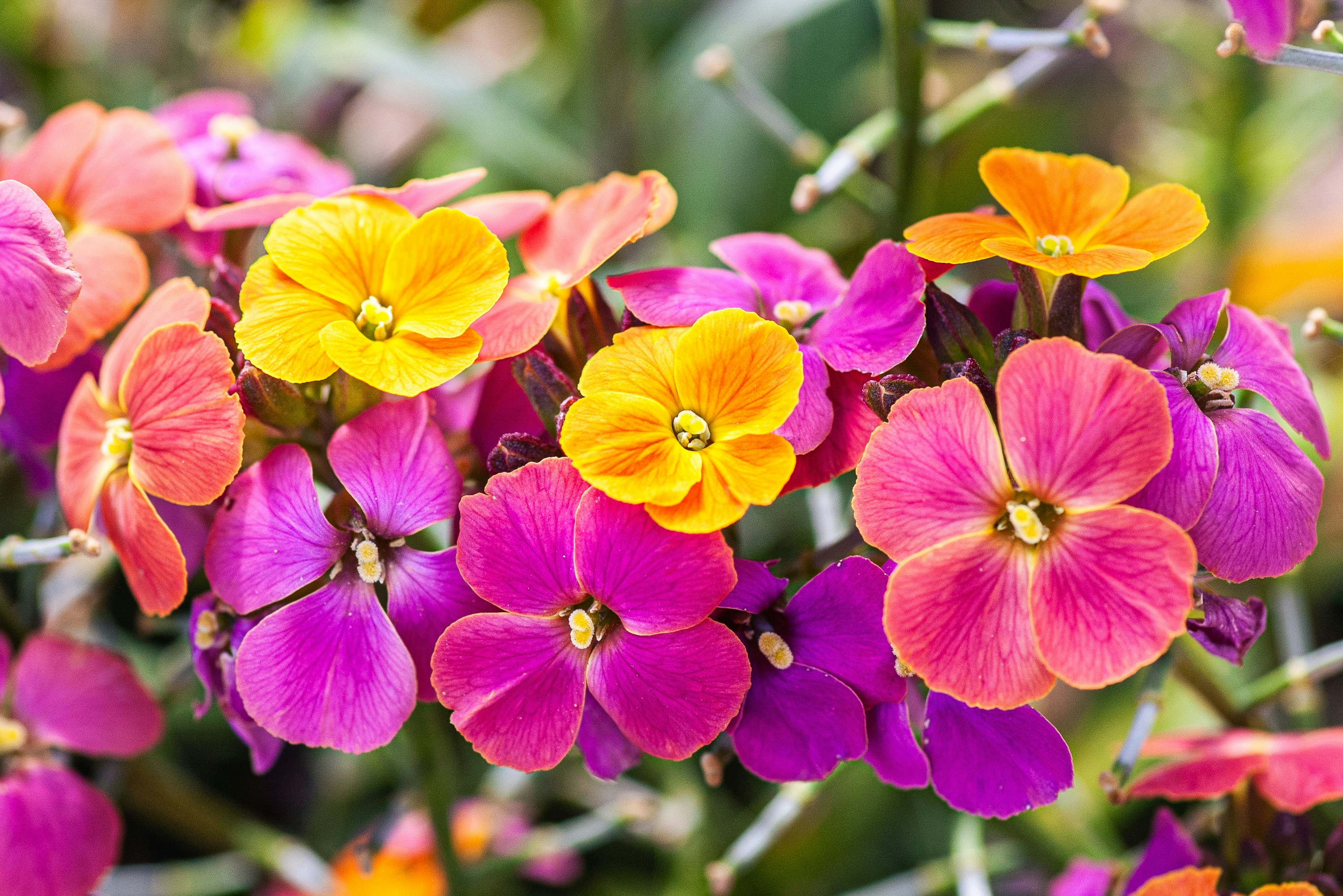 Vibrant carpet of blossoms: a lively mix of orange, yellow, pink and purple flowers