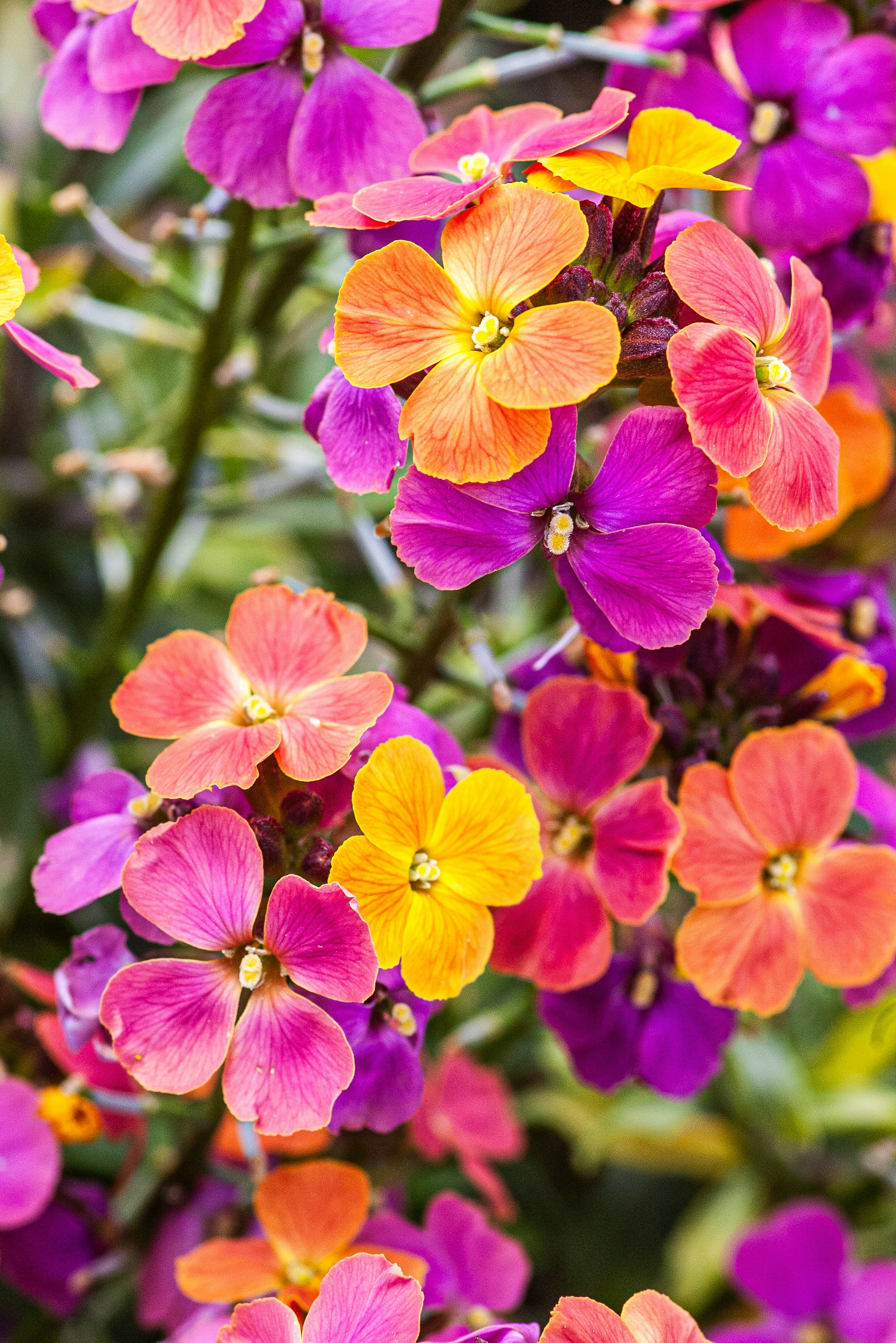 Sunlit Mosaic: A Burst of Coral, Peach, and Violet Blooms