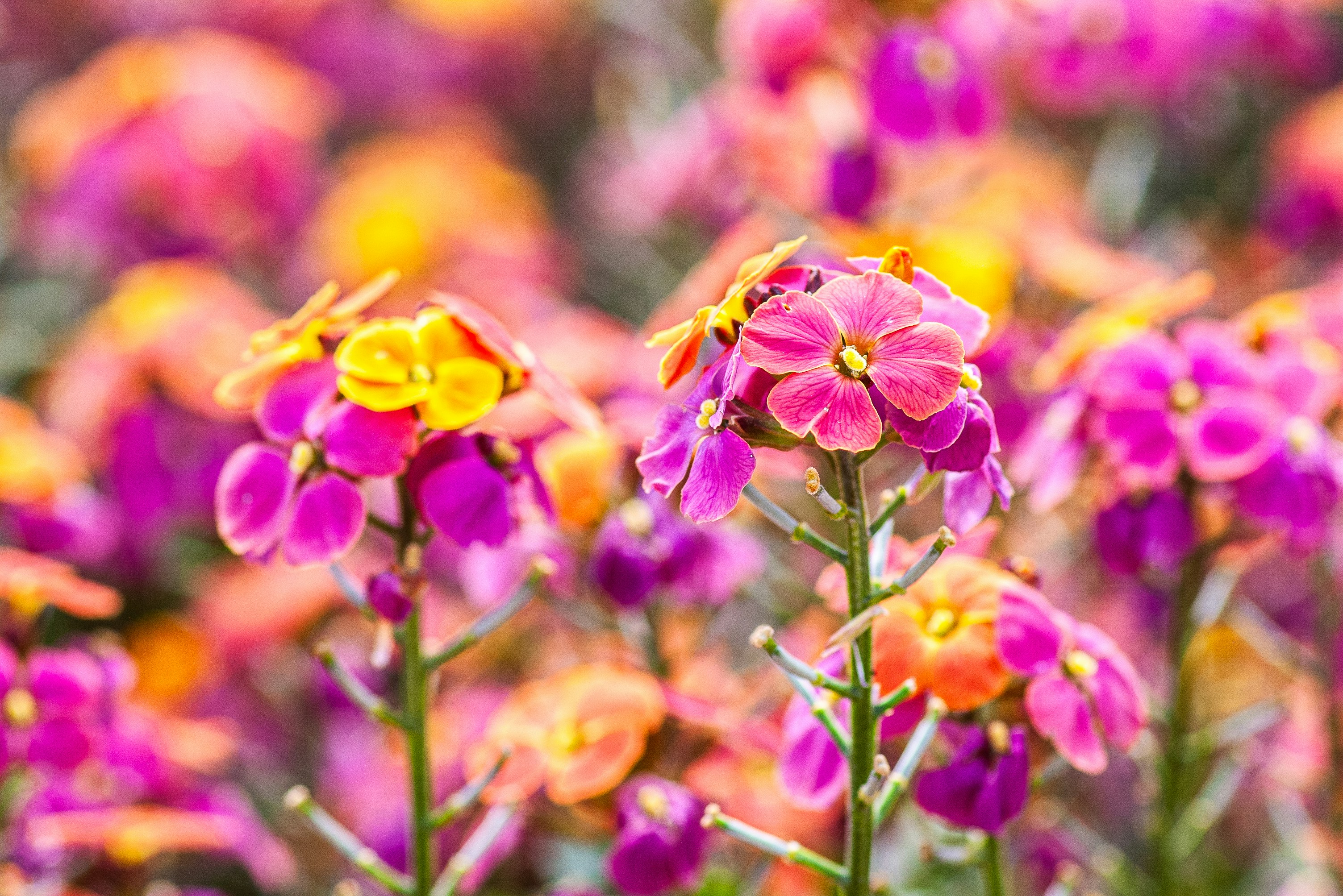 Jurassic Garden in Bloom: A Burst of Pink, Yellow, and Violet Petals