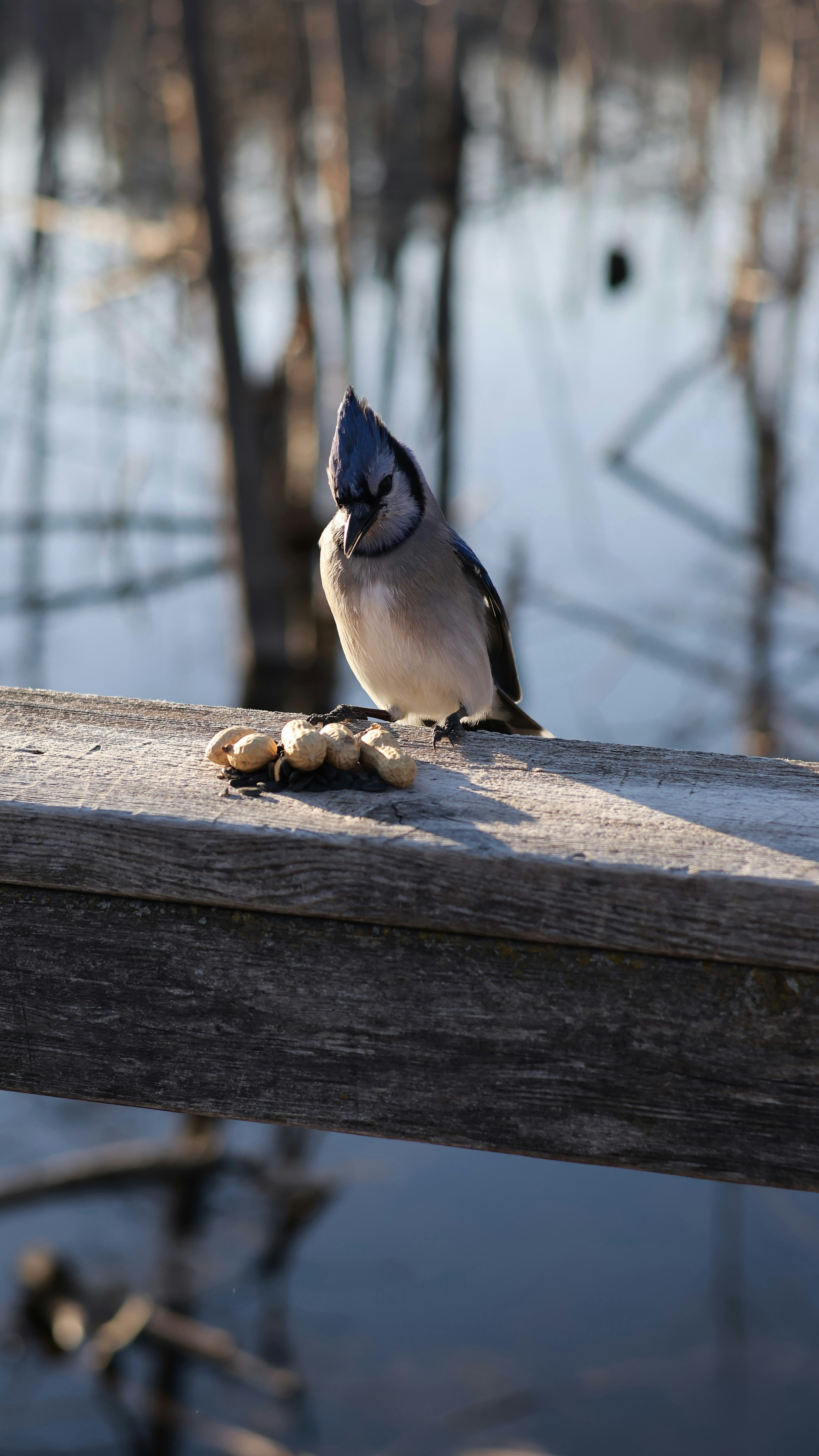Blue Jay on Weathered Rail with Sunlit Nuts