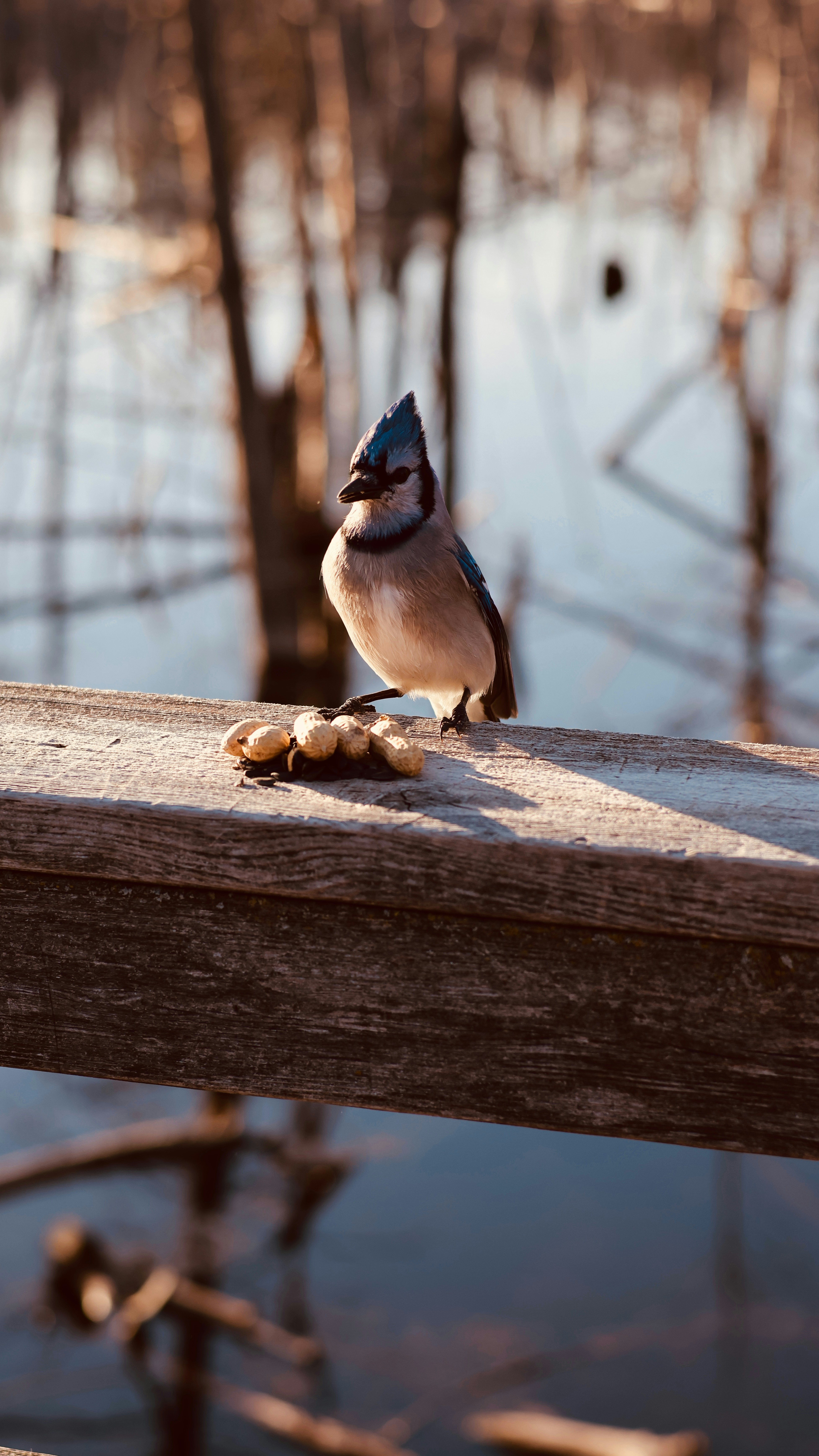 Blue Jay on a Weathered Plank with Sunlit Snow in the Background