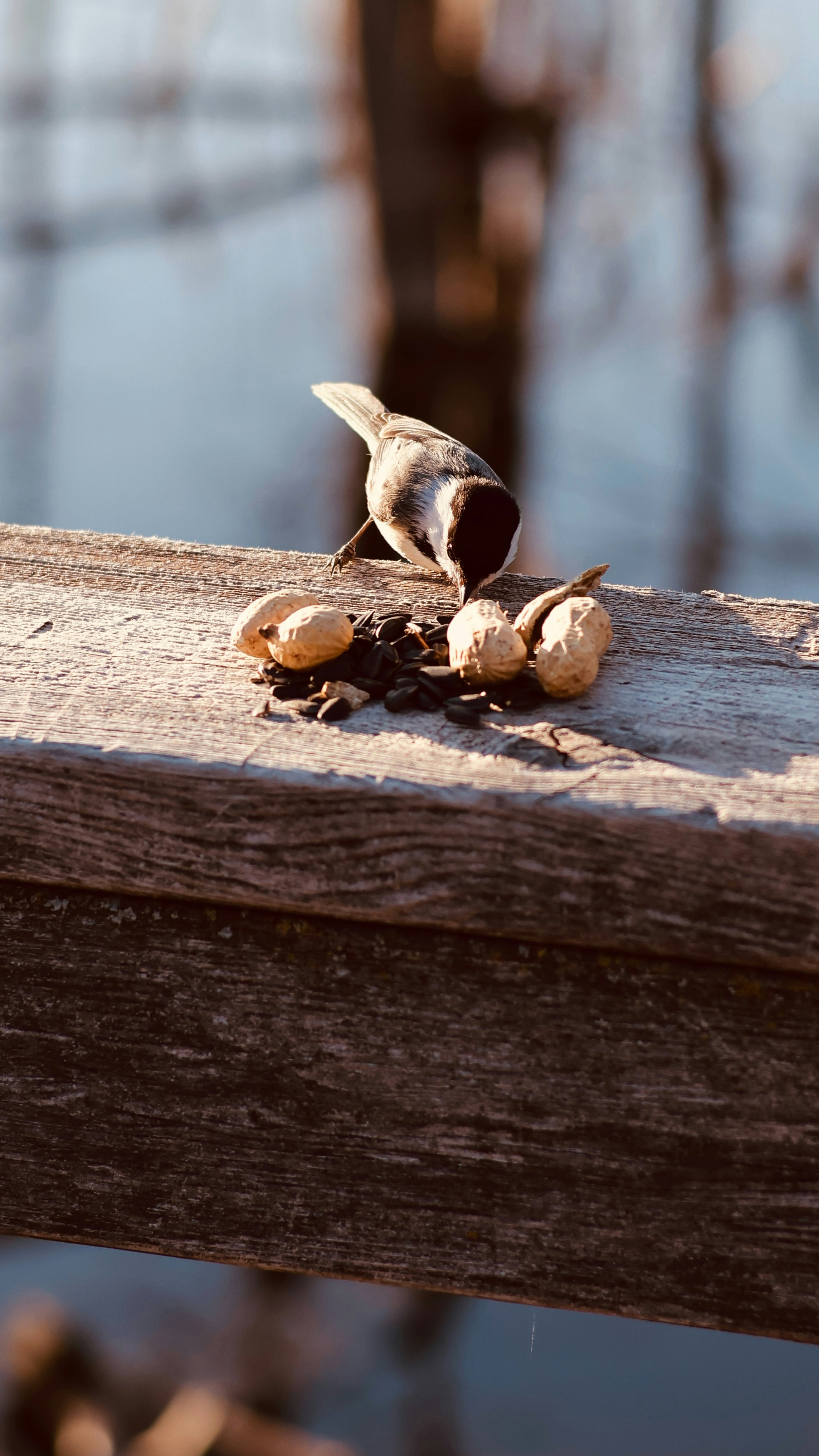 Tiny Seed Snack, Bold Focus: A Chickadee's Foraging Moment
