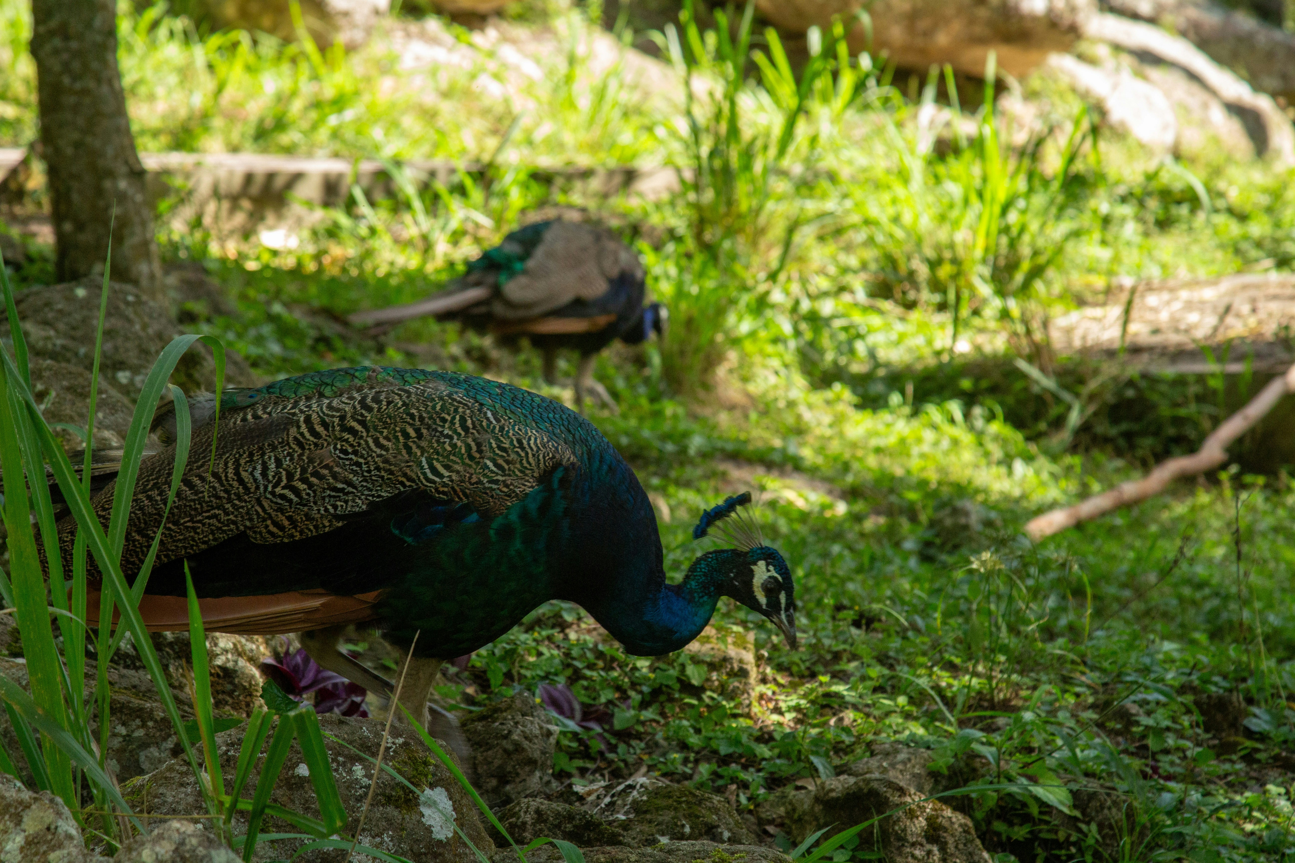 Peacock in dappled light: a quiet moment of color and texture