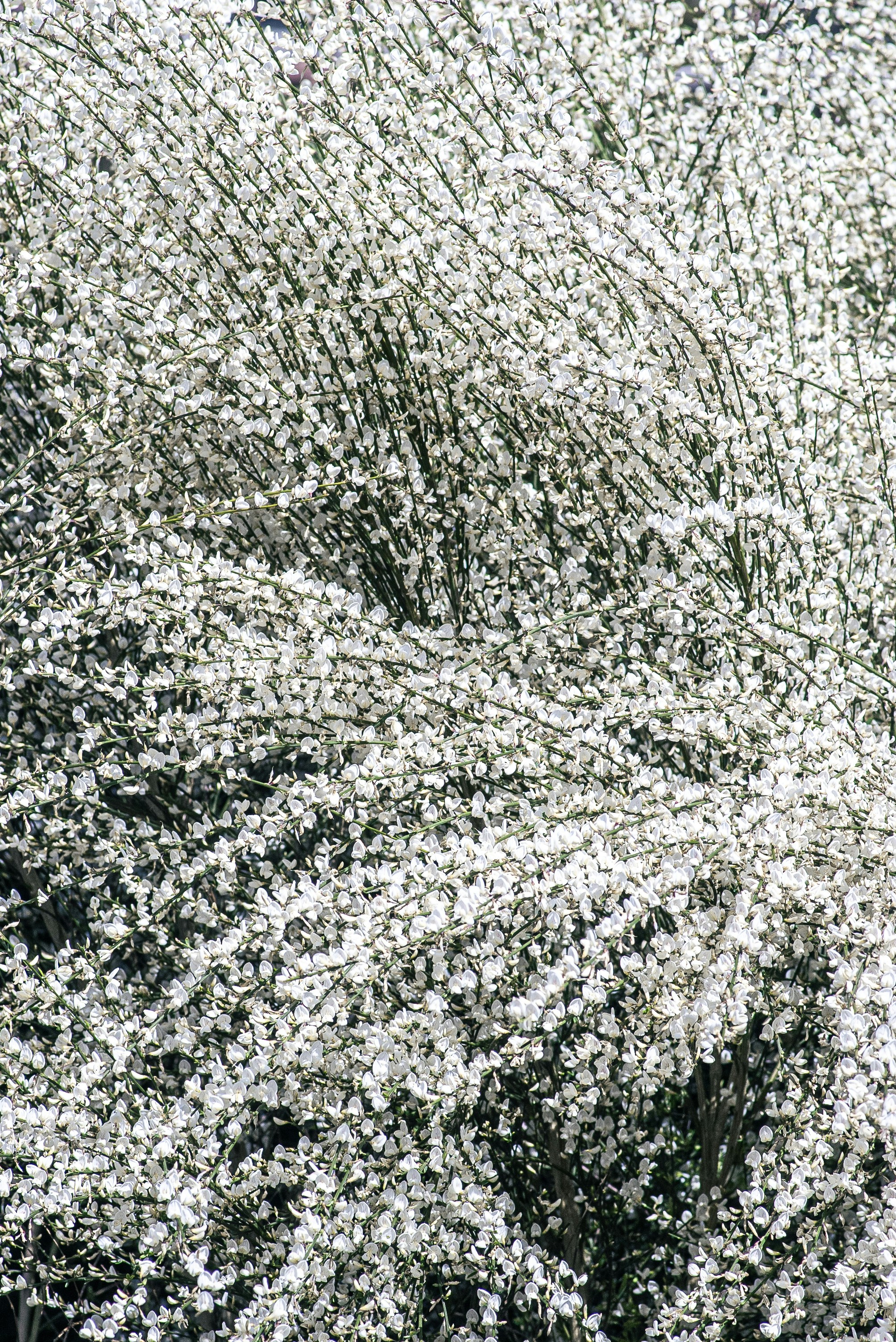 Snowy Wildflowers: a sea of tiny white blossoms under sunlit branches