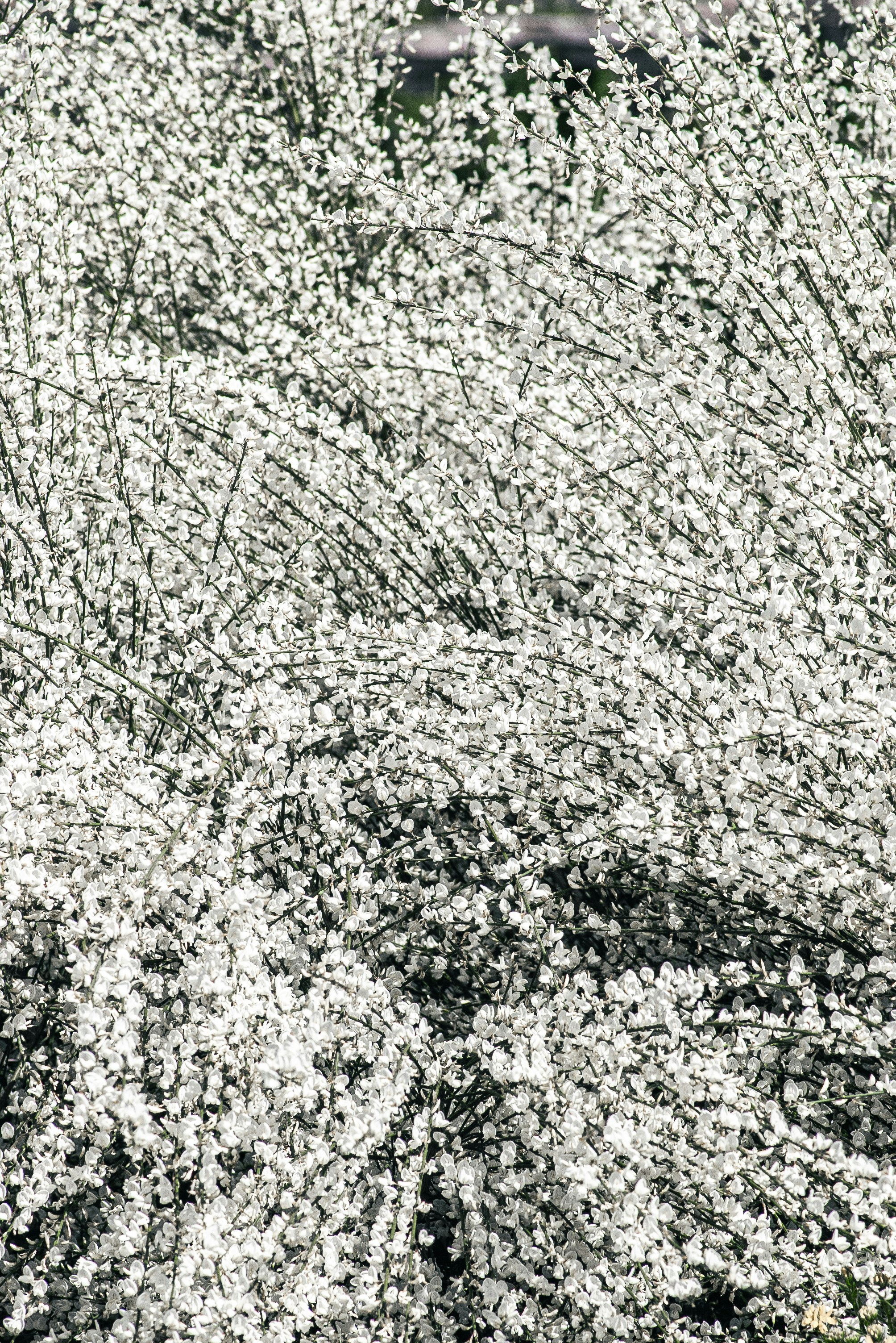 Whispering White Blossoms: A Sea of Tiny Flowers