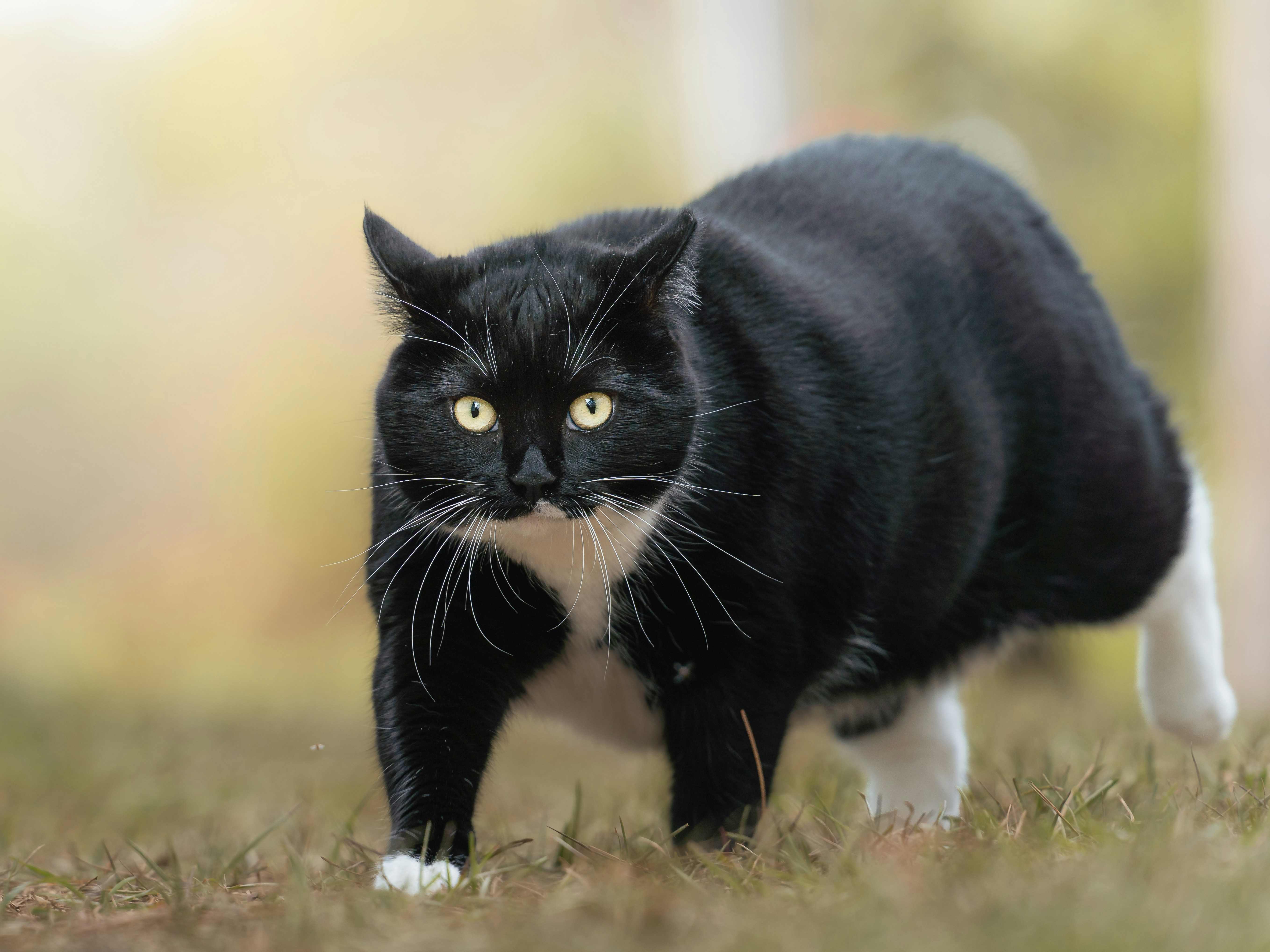 Black-and-White-Tipped Pouncer in Fall Light