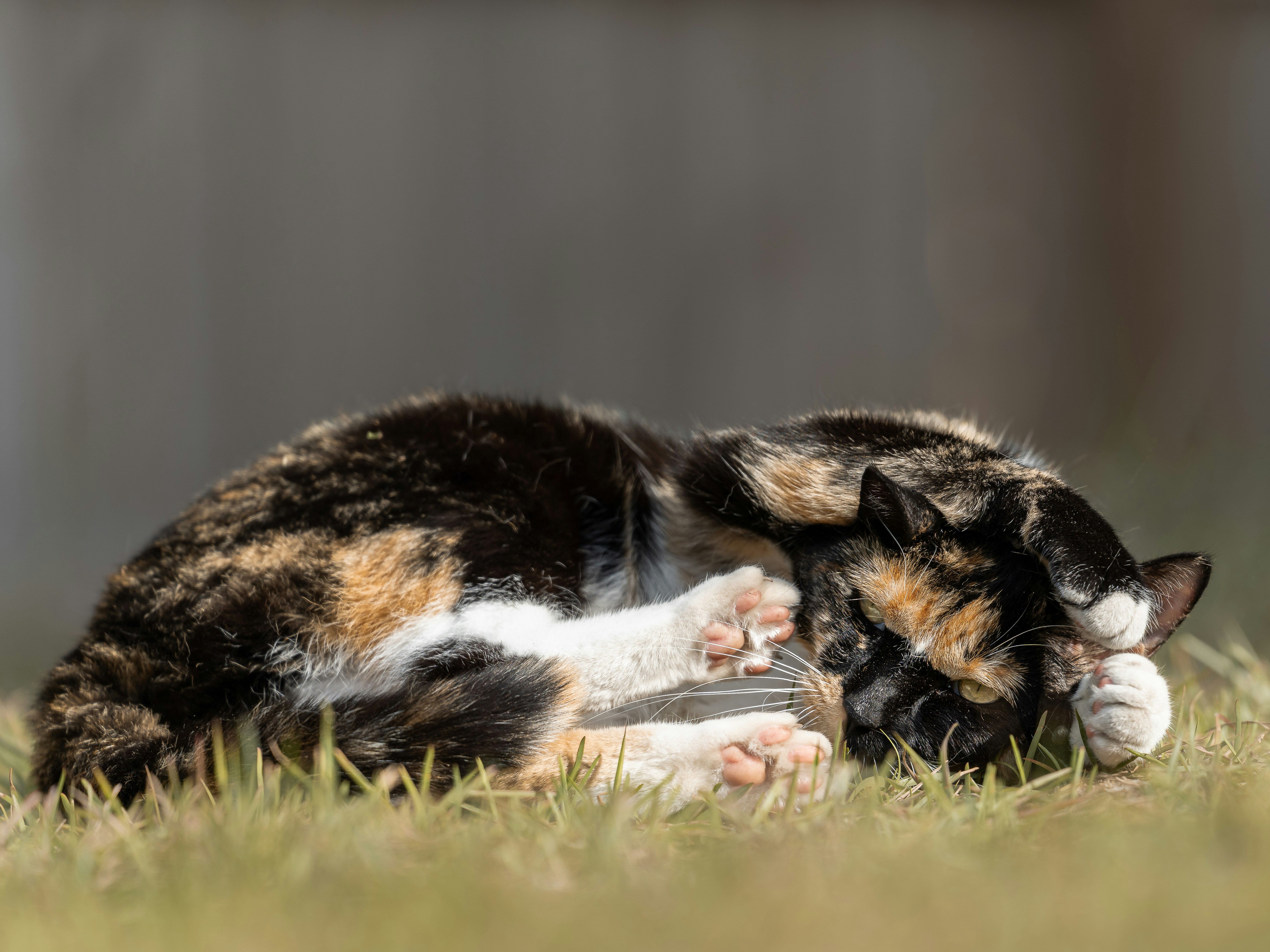 Sunlit Slumber: Calico Cat Dreaming in a Quiet Lawn