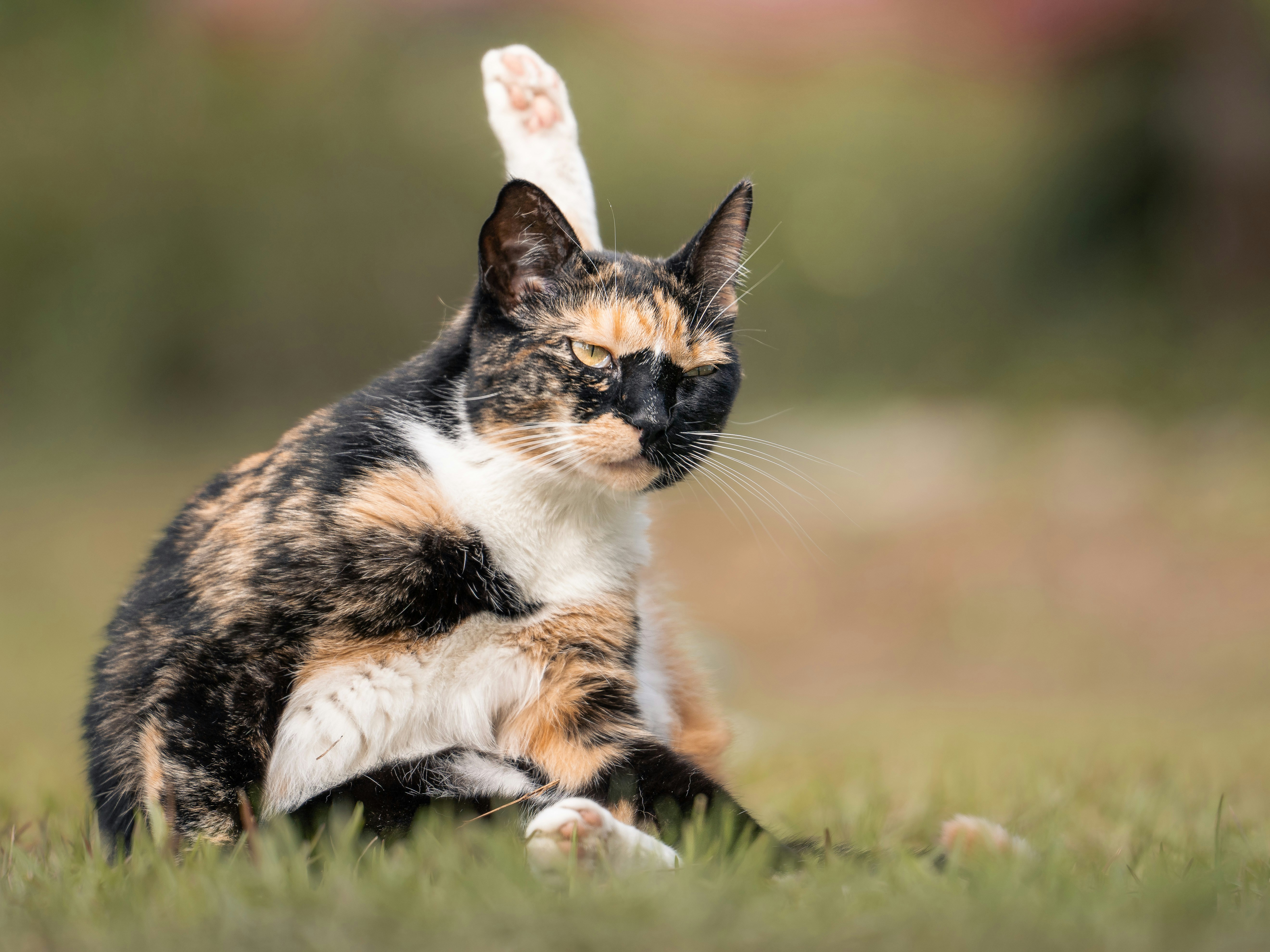 Raised Paw, Resting Gaze: A Calico Cat Halts in a Sunlit Moment