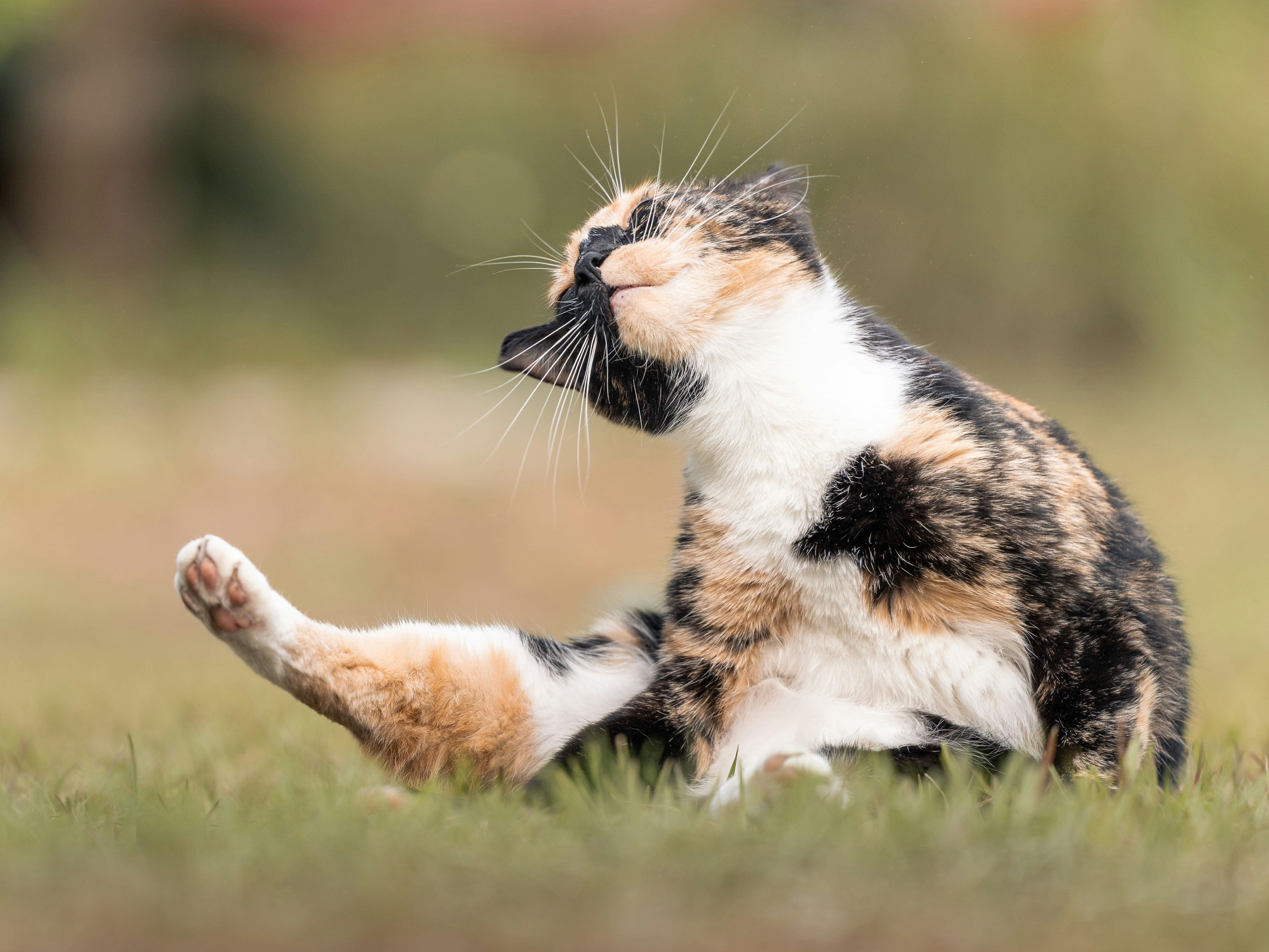 Calico Cat in Mid-Jretch on Sunlit Lawn
