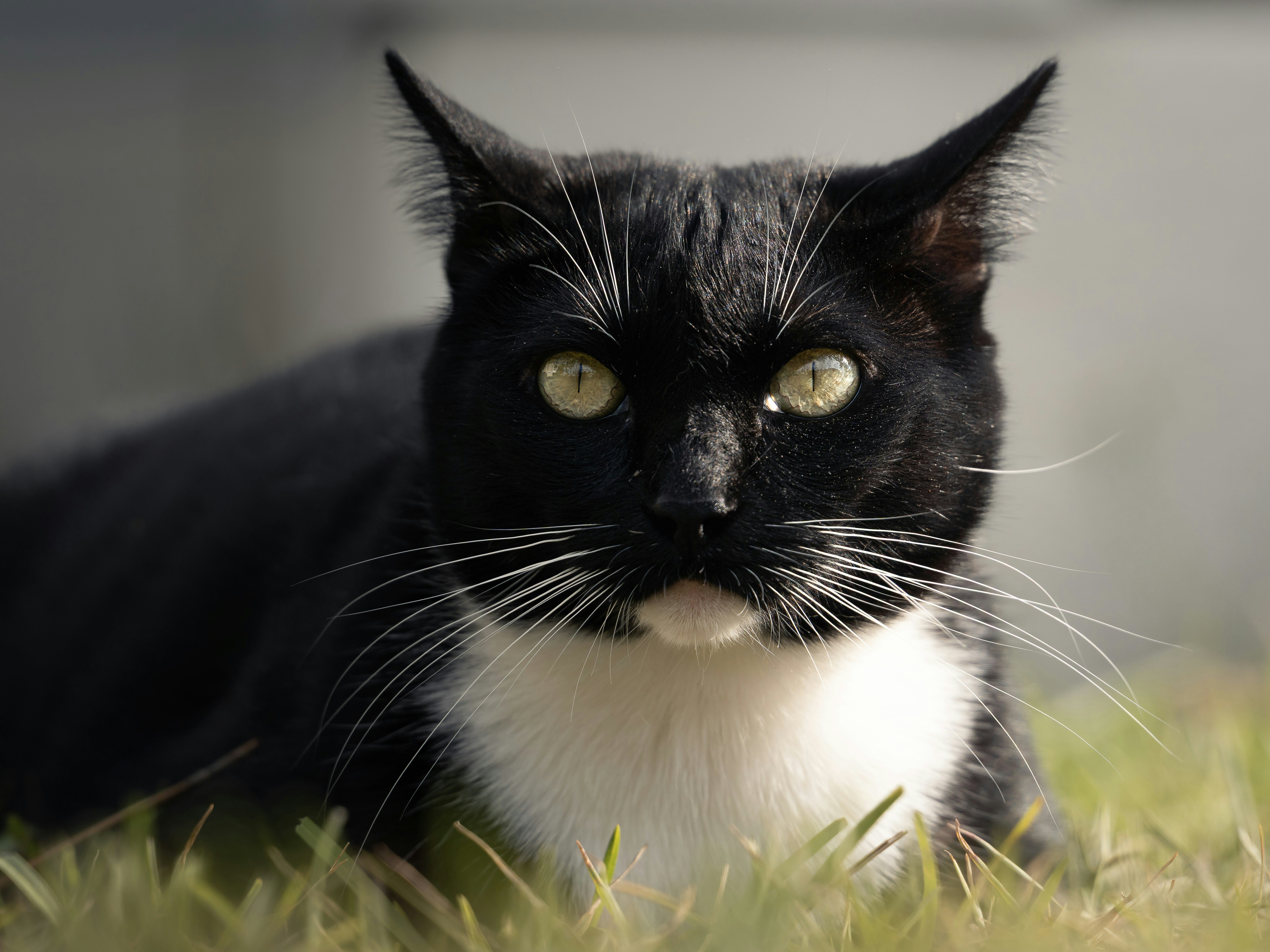 Tuxedo Cat in a Quiet Sunlit Afternoon