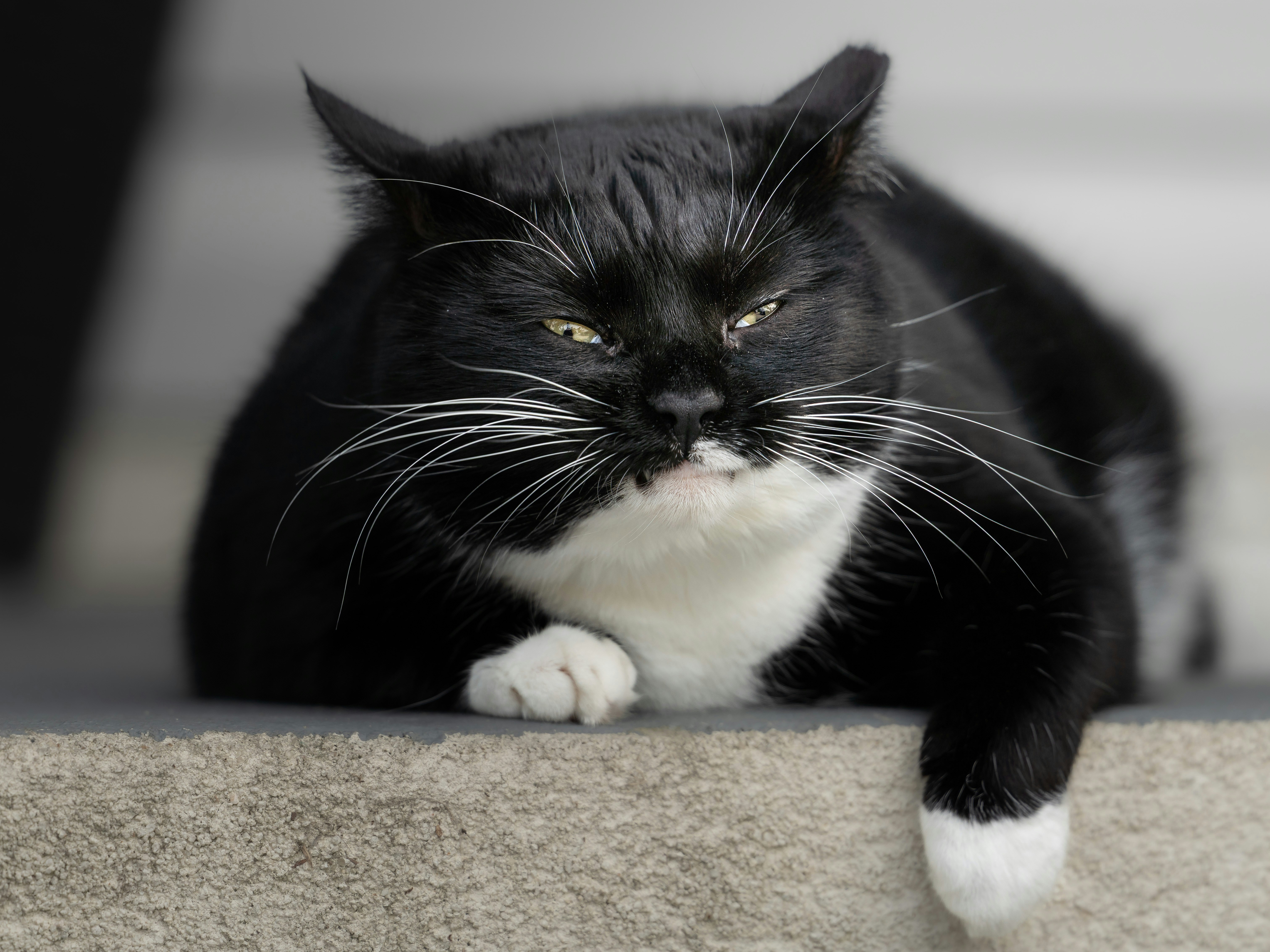 Resting Focus: A Black-and-White Cat at the Concrete Edge