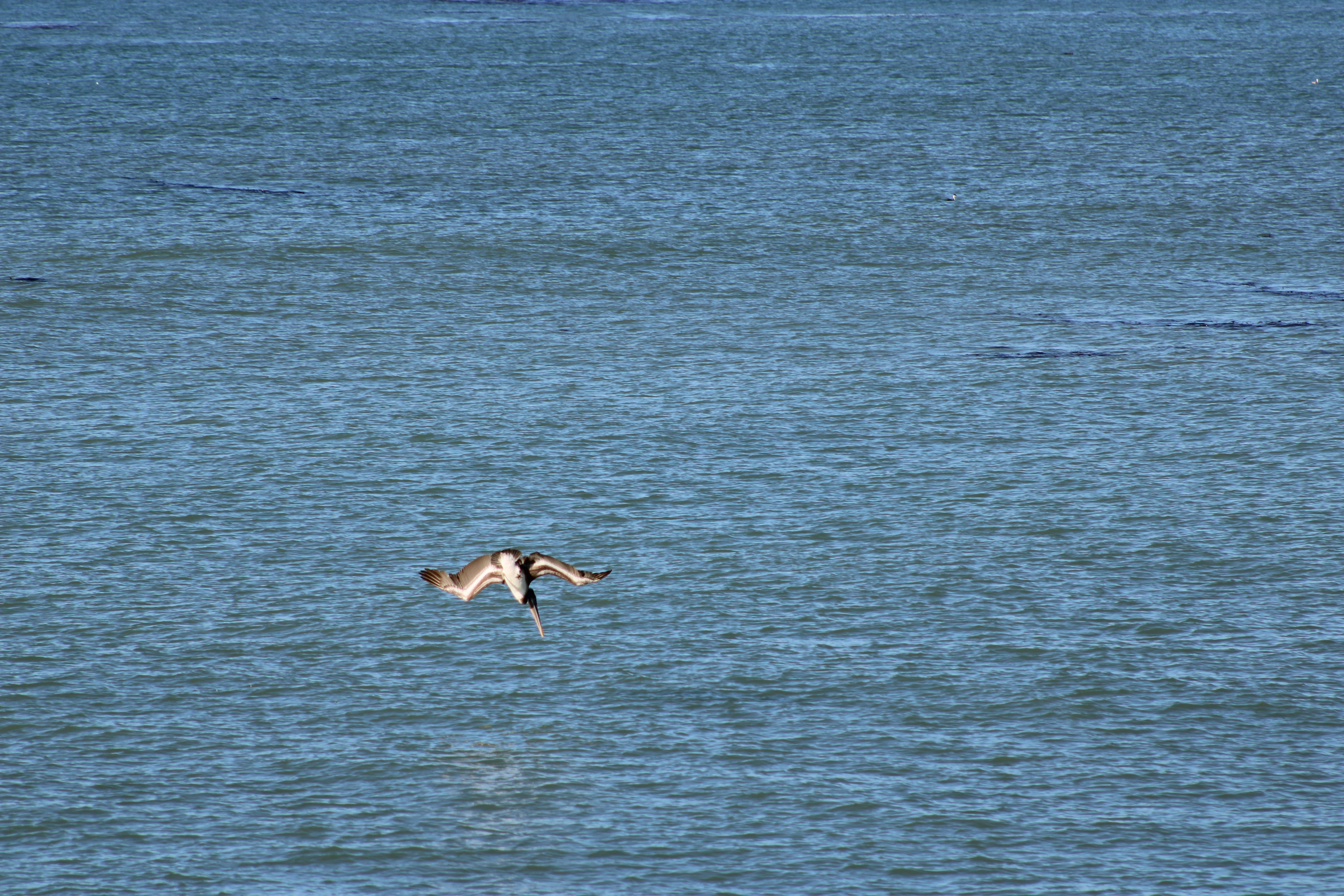 A lone gull skims the blue expanse over a quiet harbor