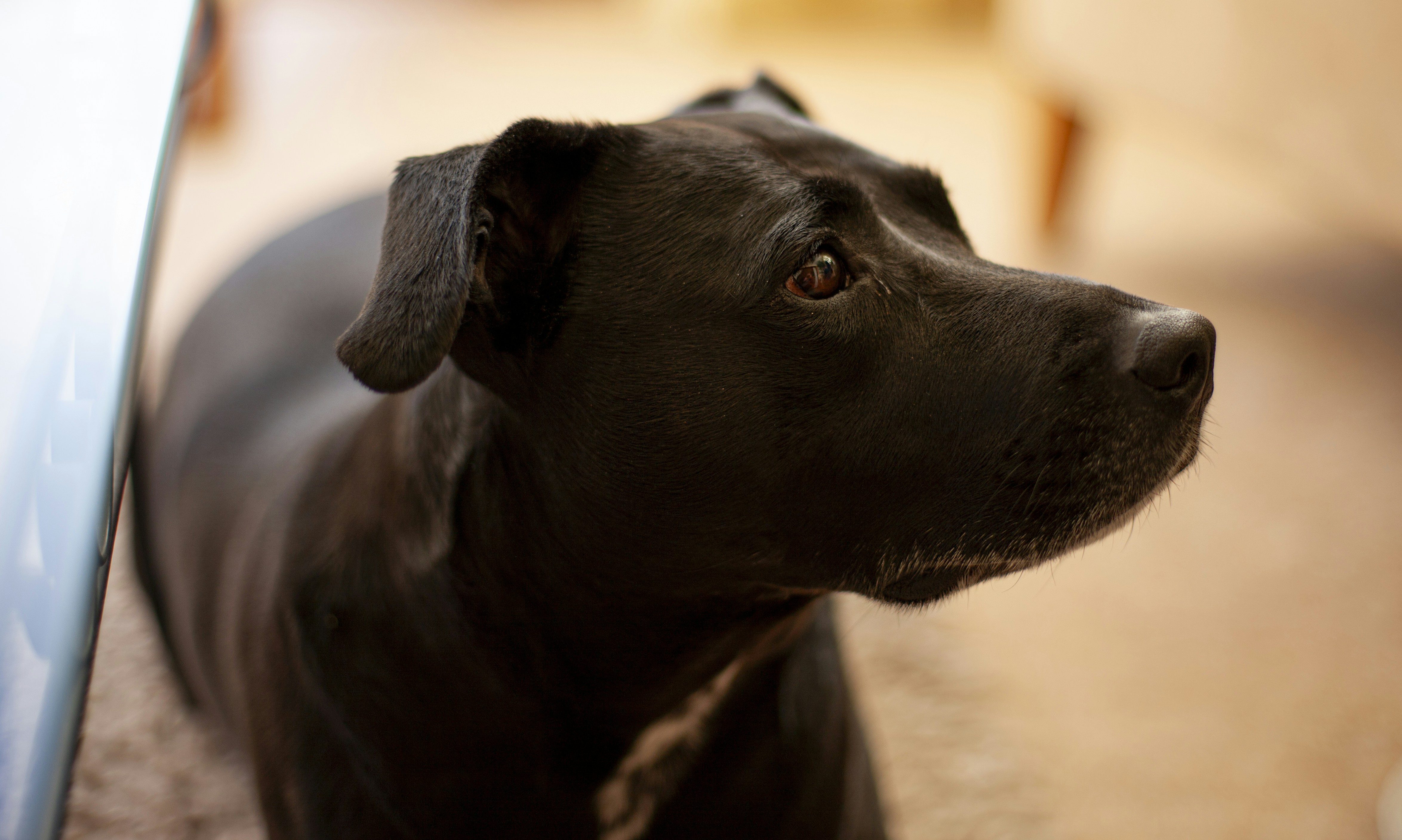 Black Lab at the Threshold: Curiosity Near the Doorway