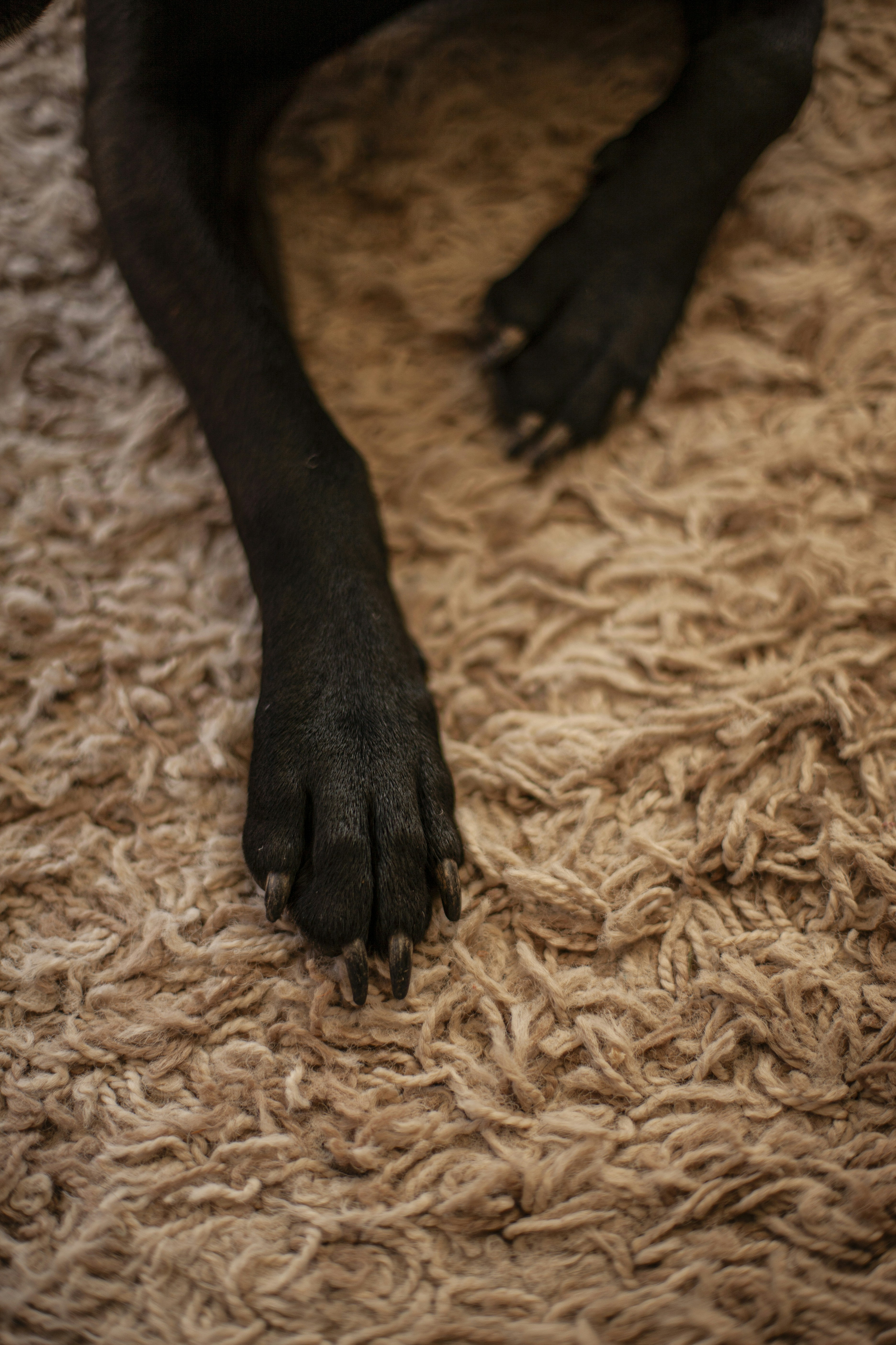 Velvet Paws on a Carpeted Bed