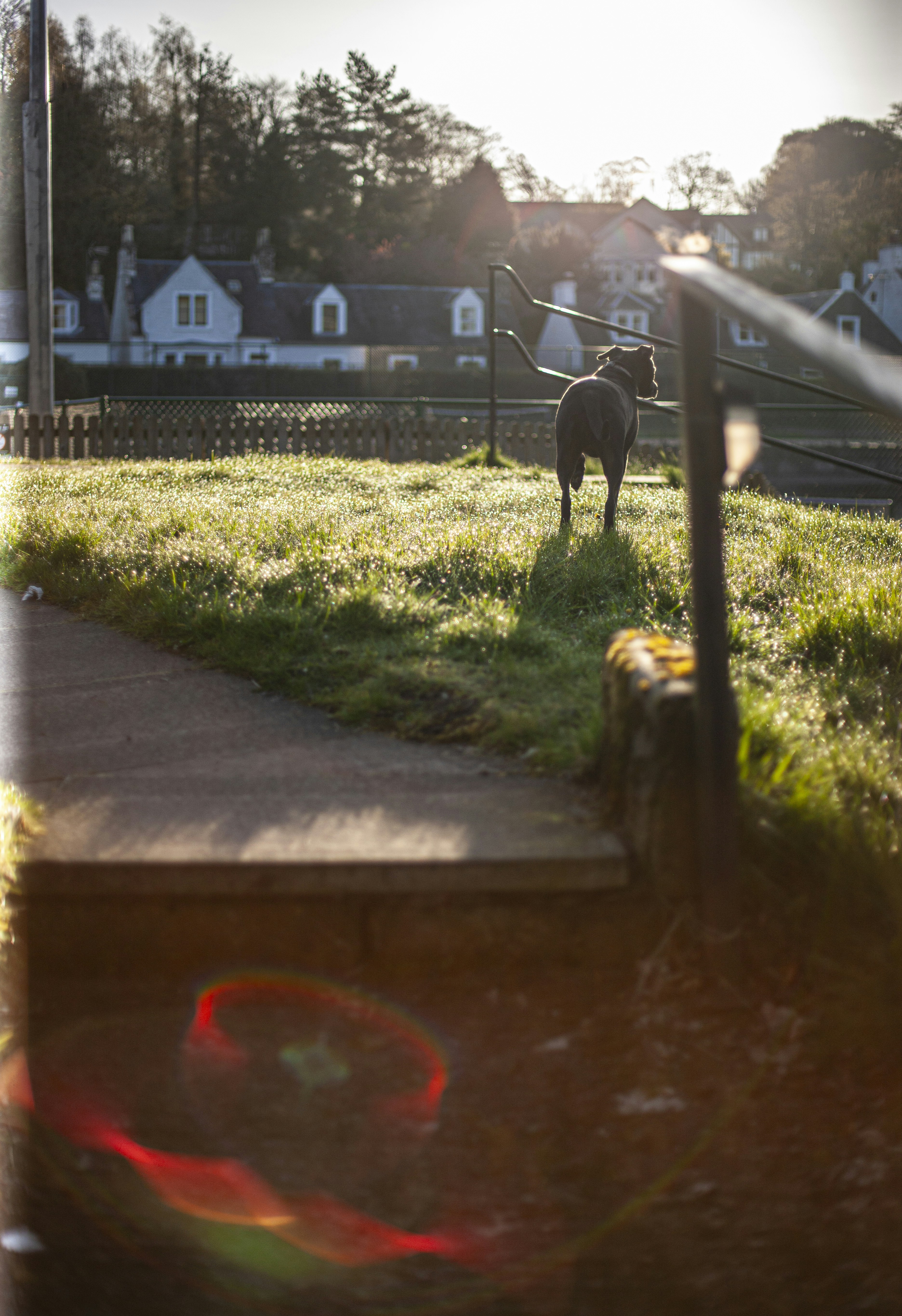 Backlit Park Stroll: A Dog at the Fence in Golden Hour