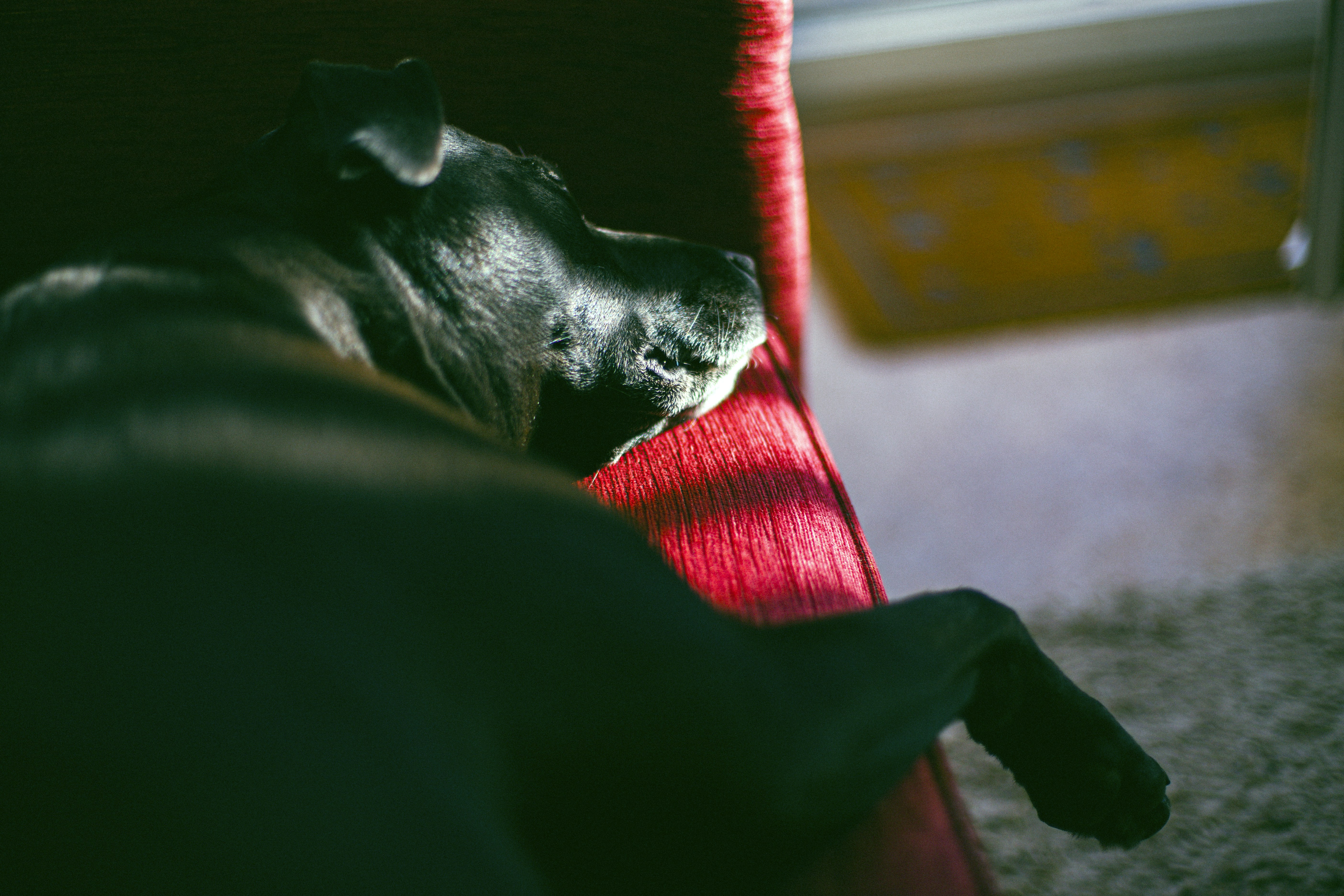 Dreaming on a Red Sofa: A Dog's Quiet Evening