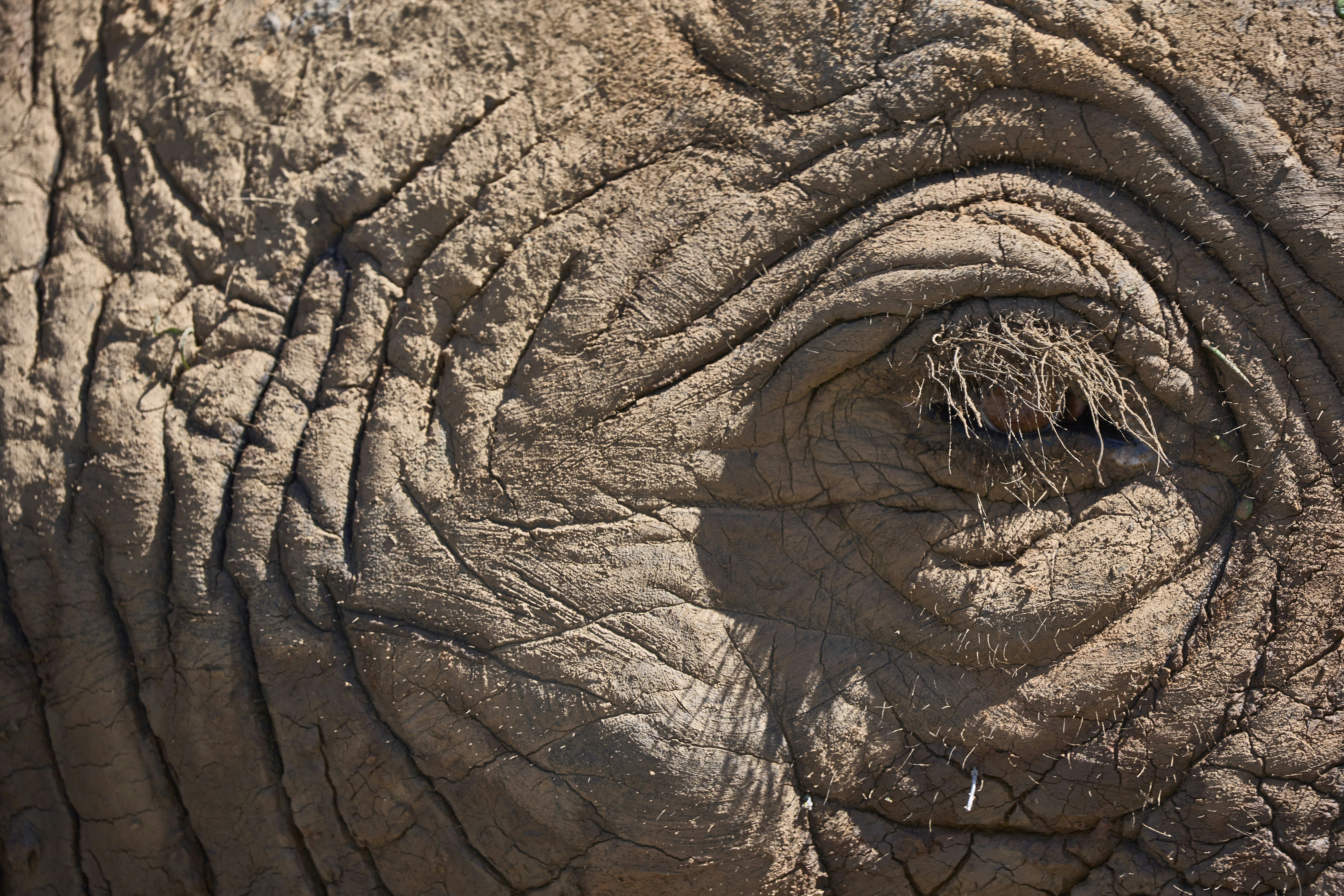 Close-up of weathered elephant skin with deep folds and a hint of trunk contours, highlighting texture and age.