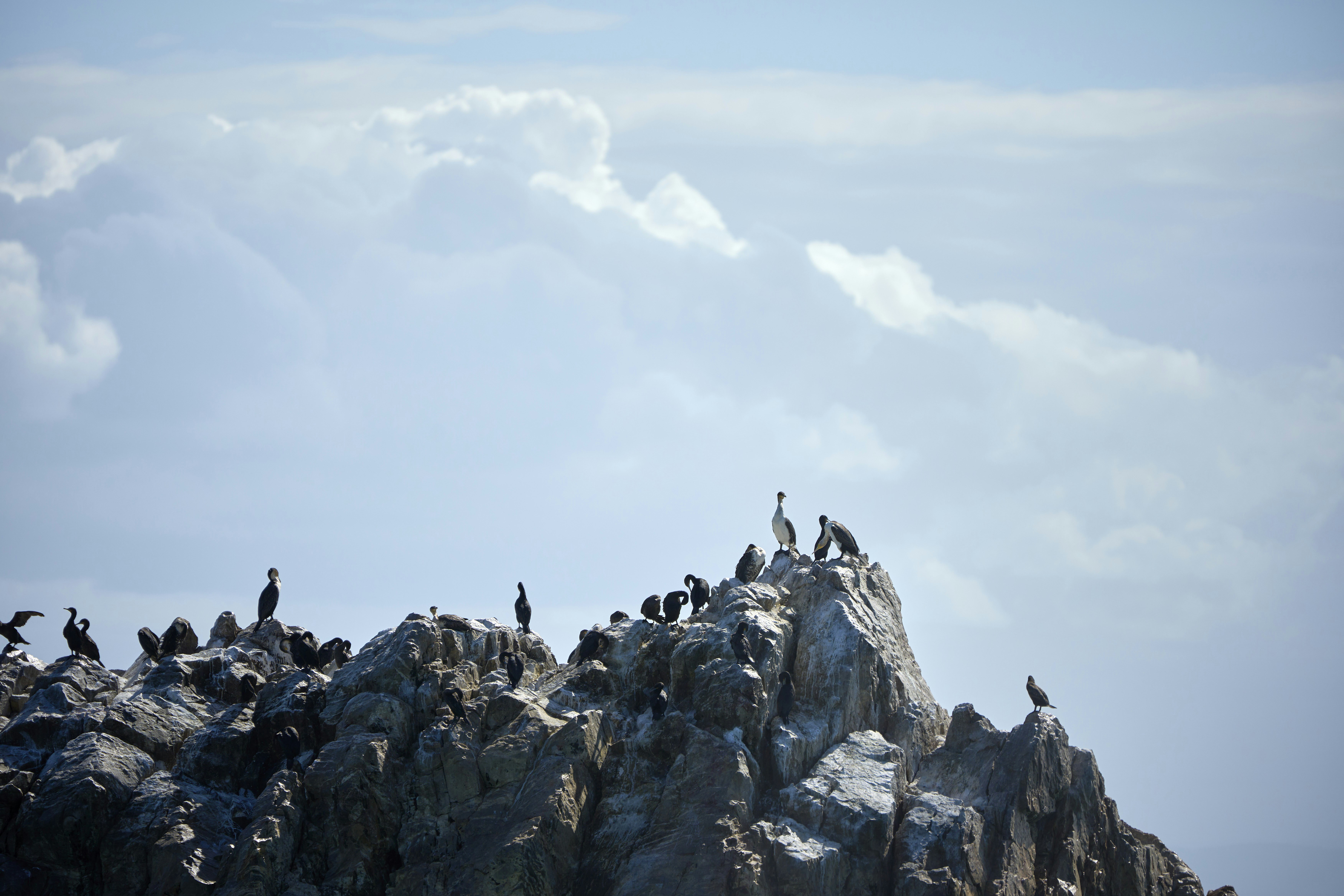 Alpine Risers: Birds Perched on a Jagged Rock Outcrop