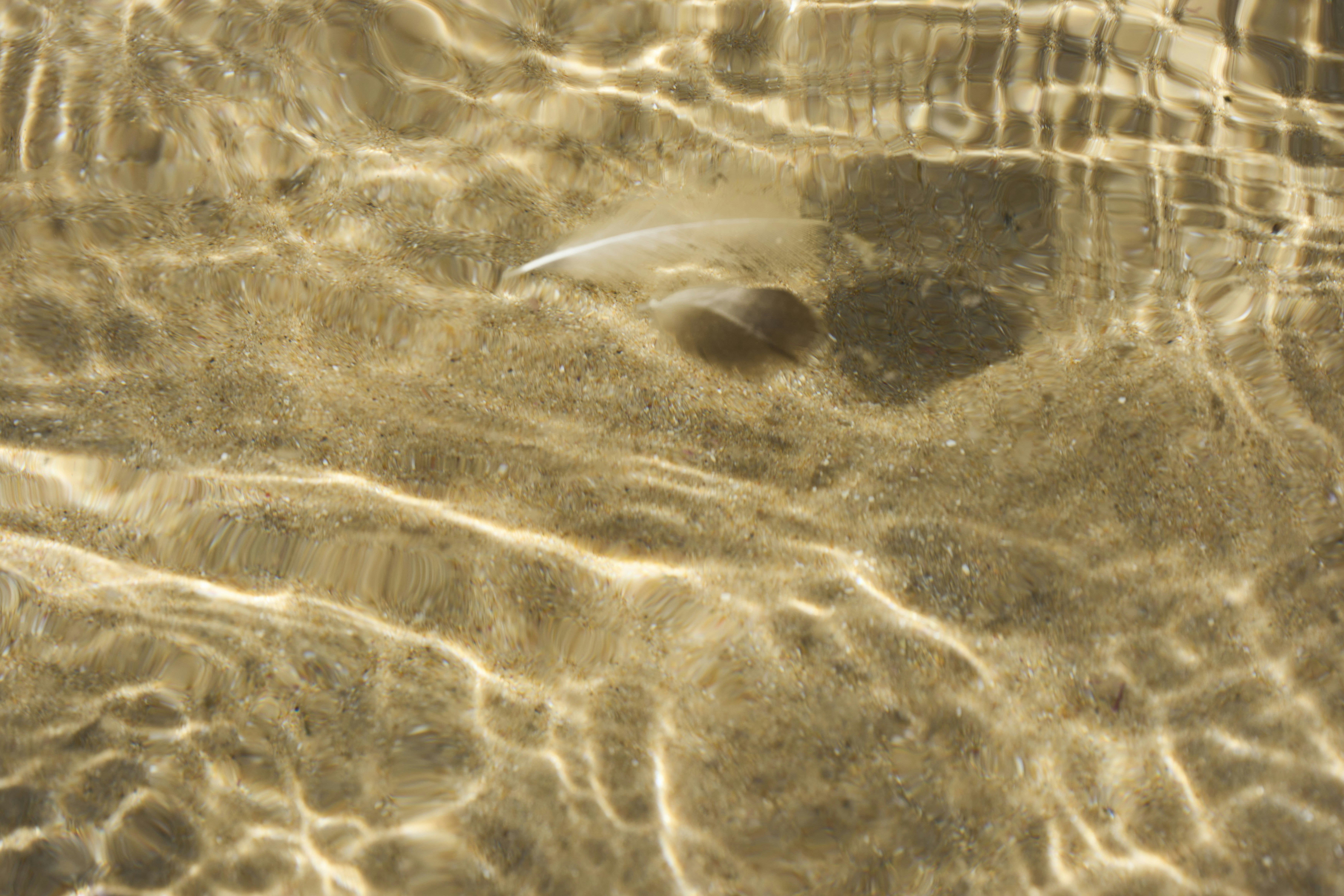 Sunlit Rippled Sand and Hidden Shell
