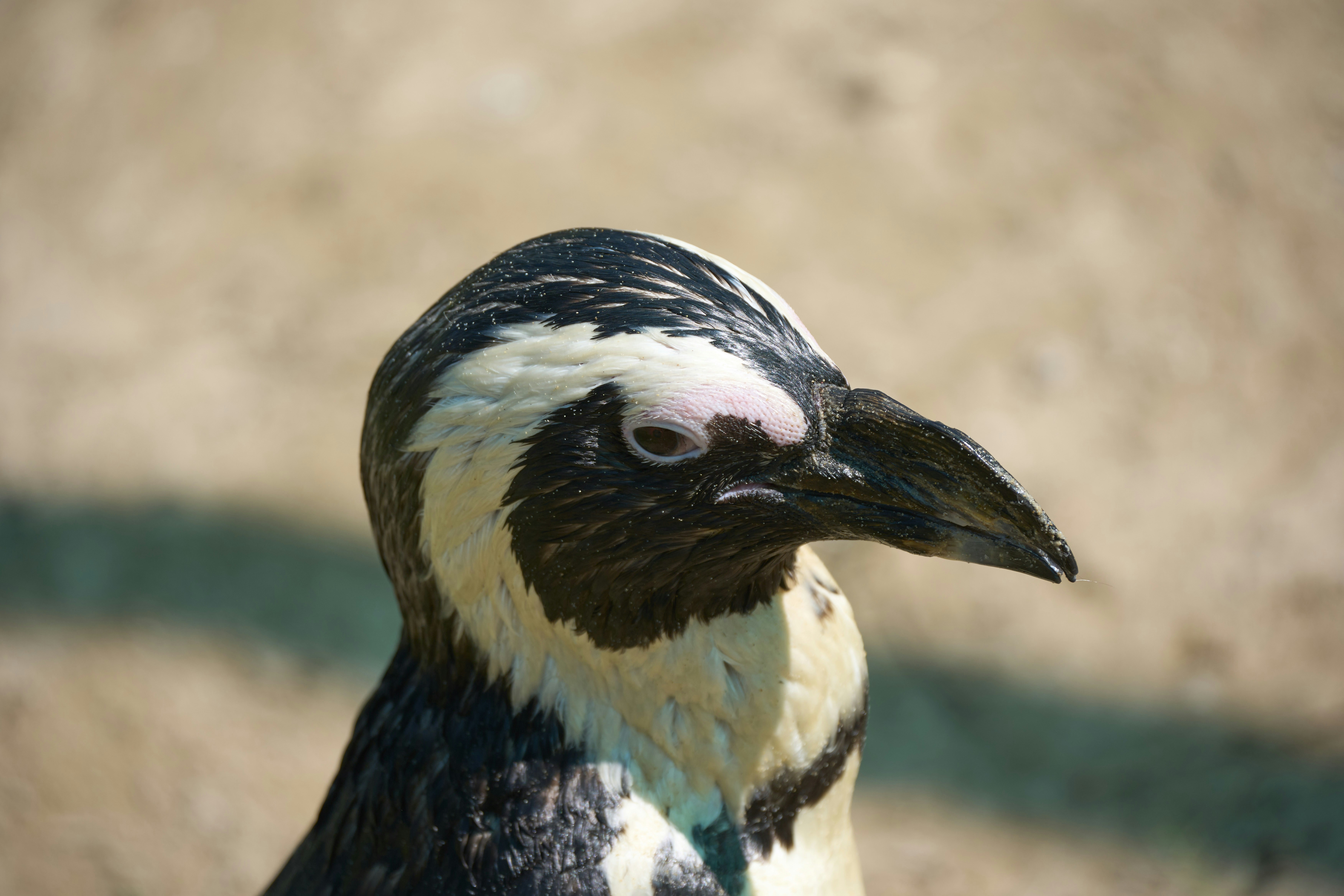 Close-up of a Curiously Staring Penguin