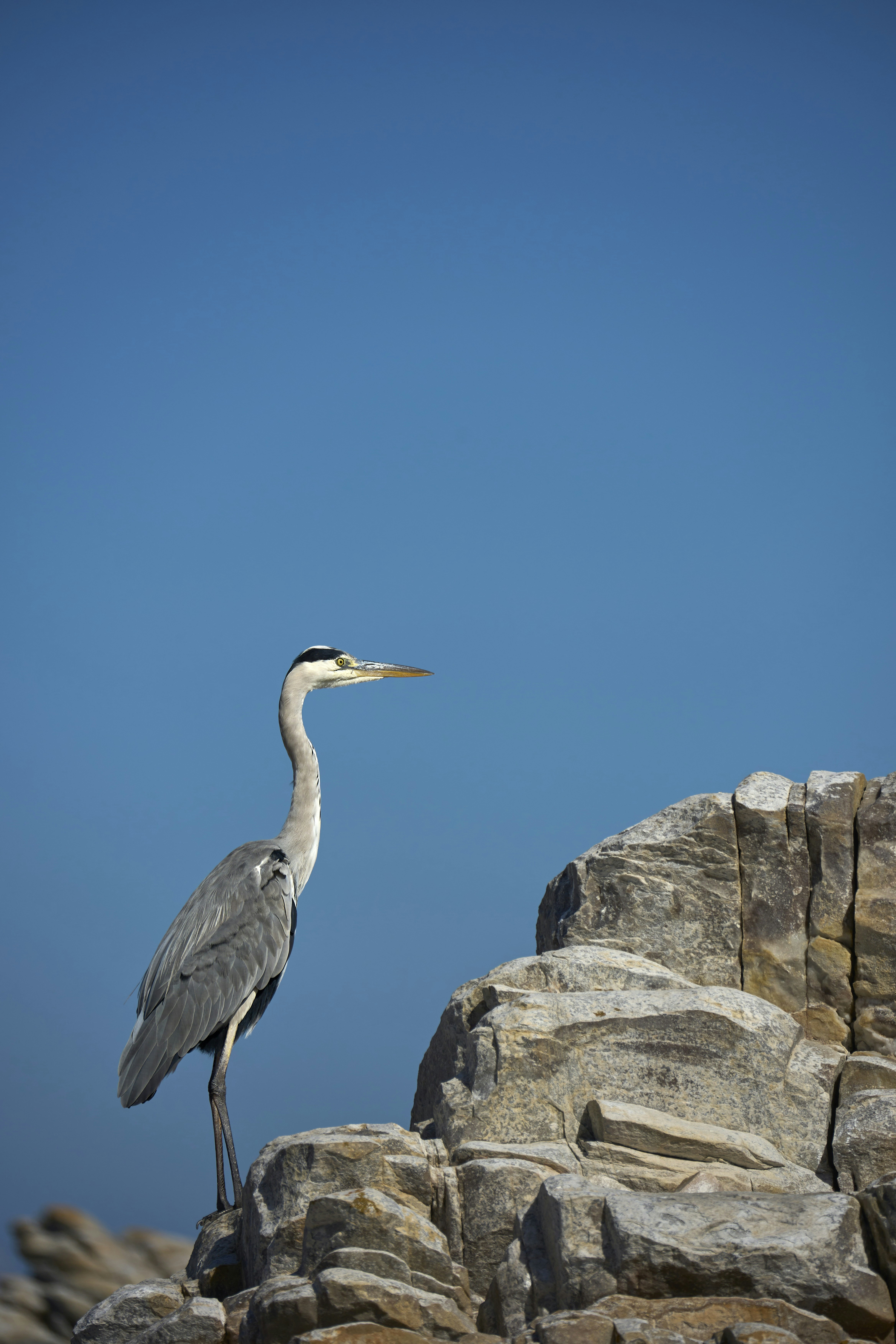 Coastal Heron Standing Sentinel on Weathered Rocks