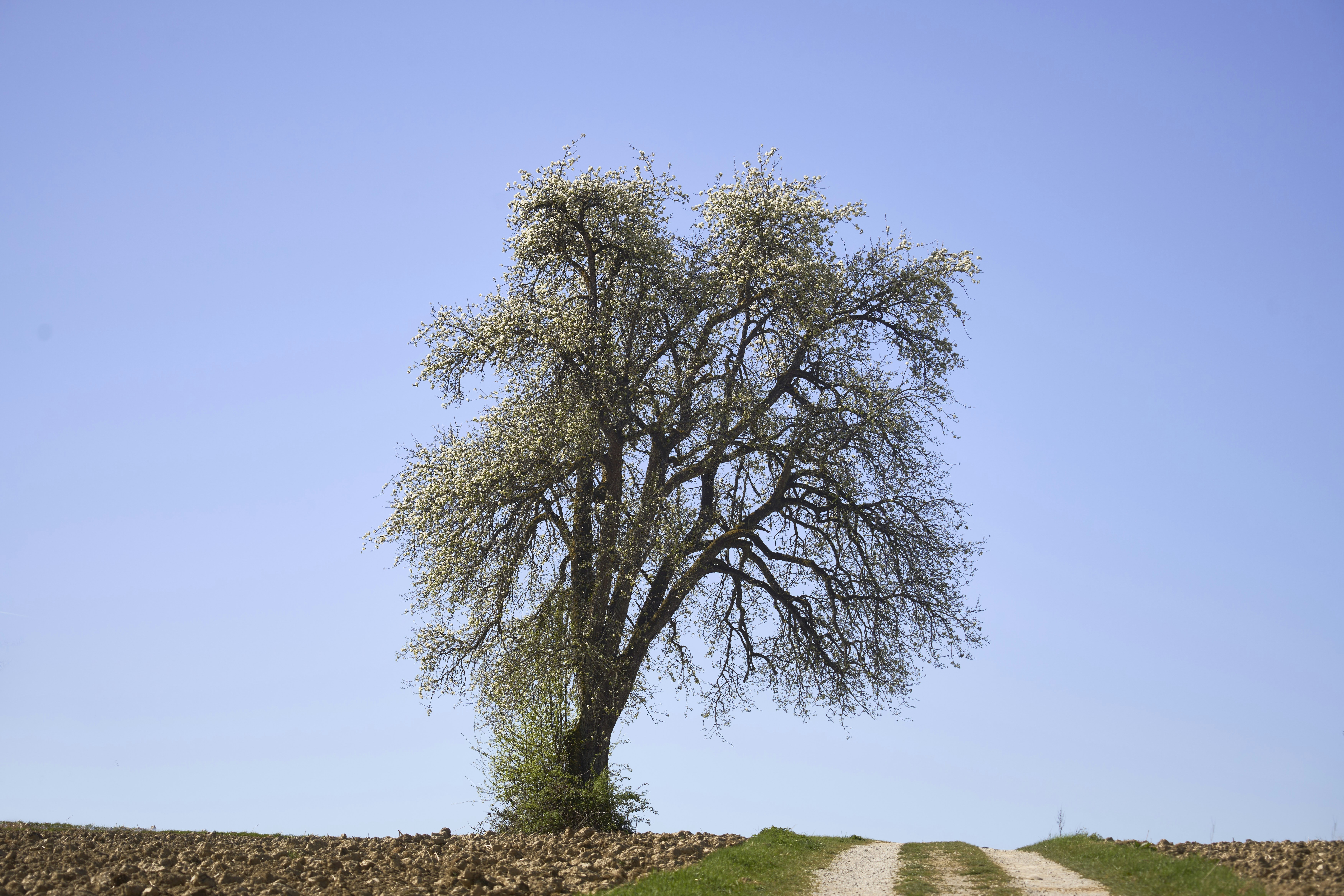  solitary blossoming tree at the edge of a dirt path