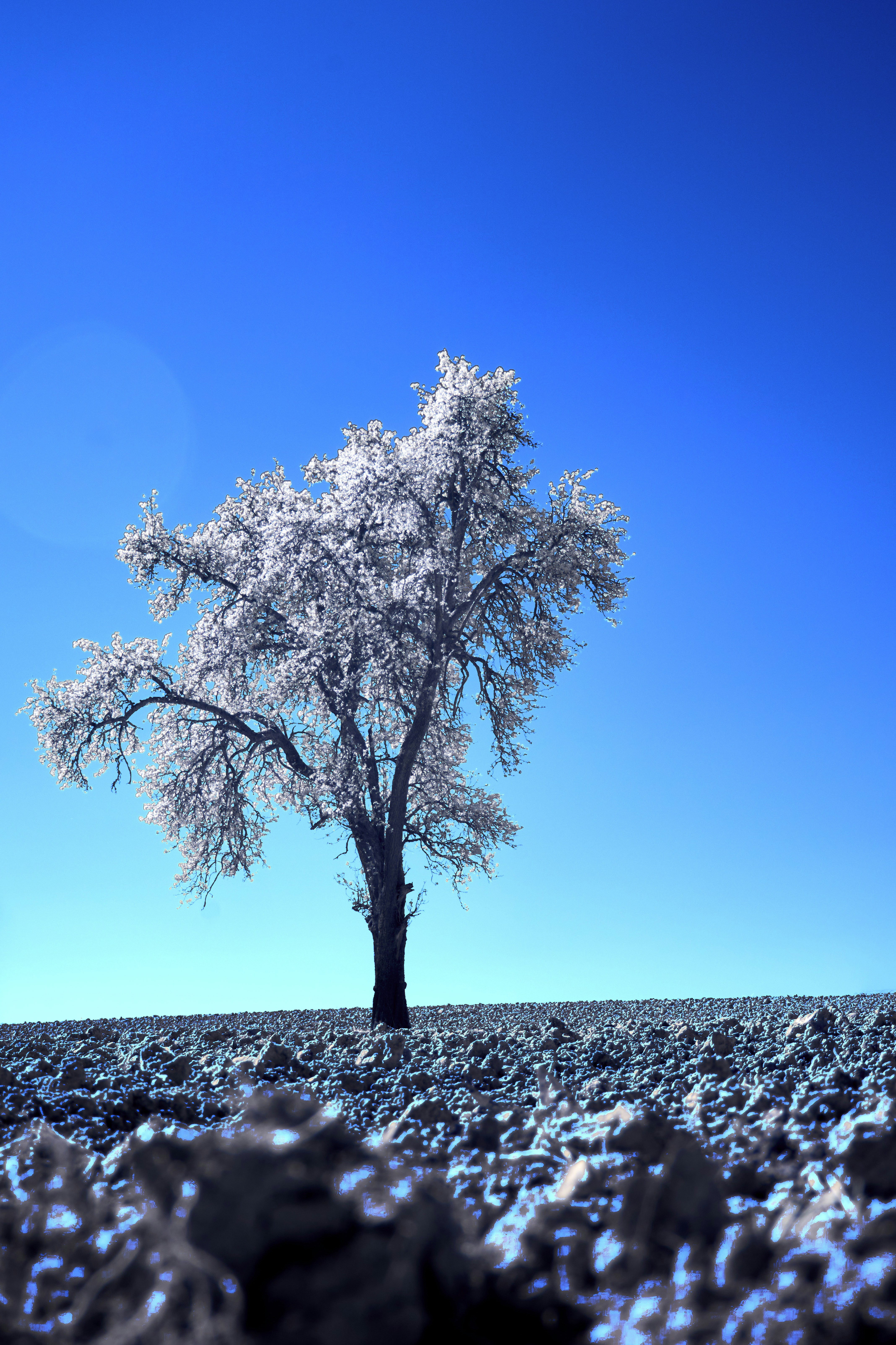 Lone Blossom Tree Standing Against a Cerulean Sky