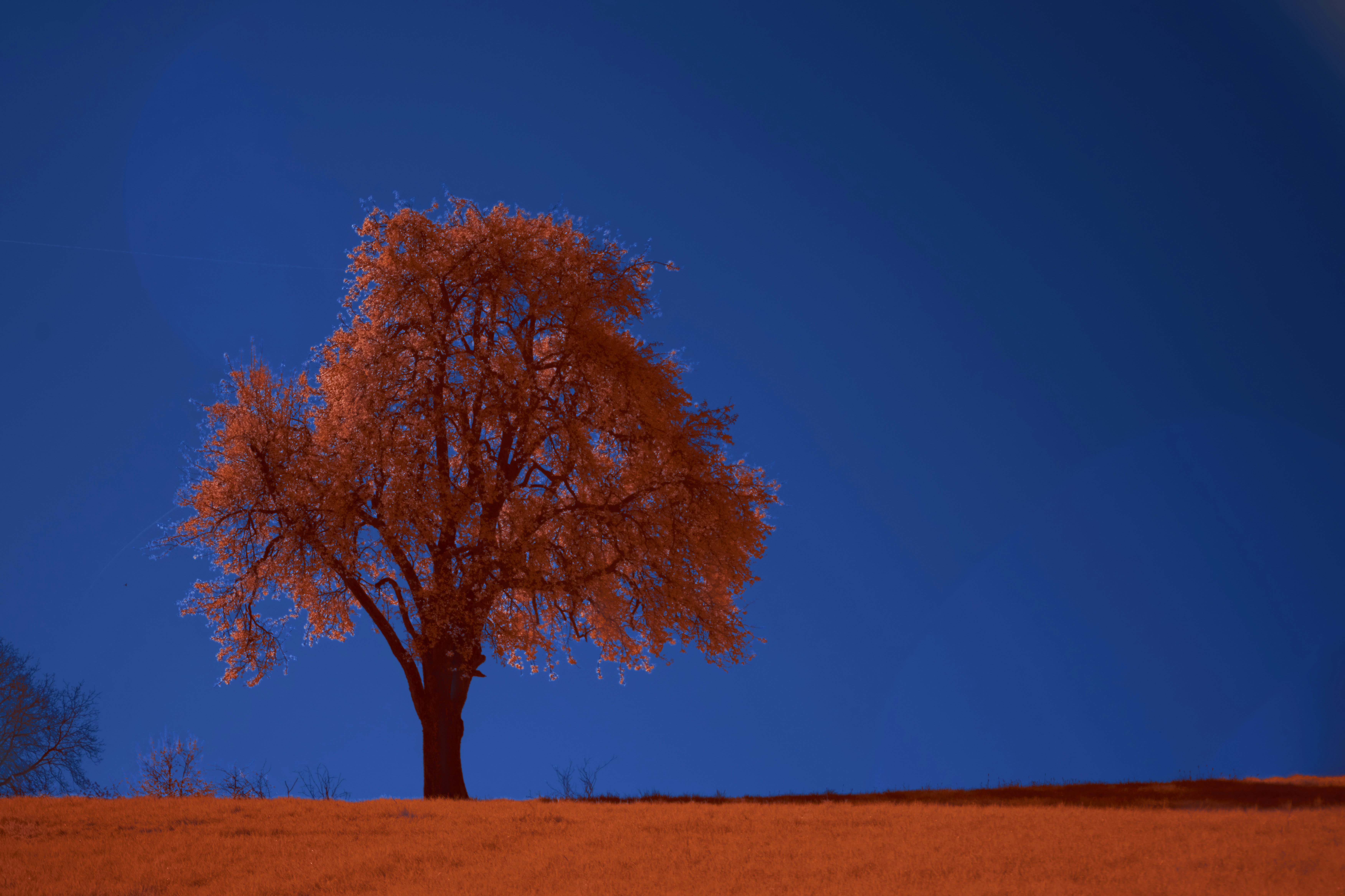  lone tree under a vivid blue sky