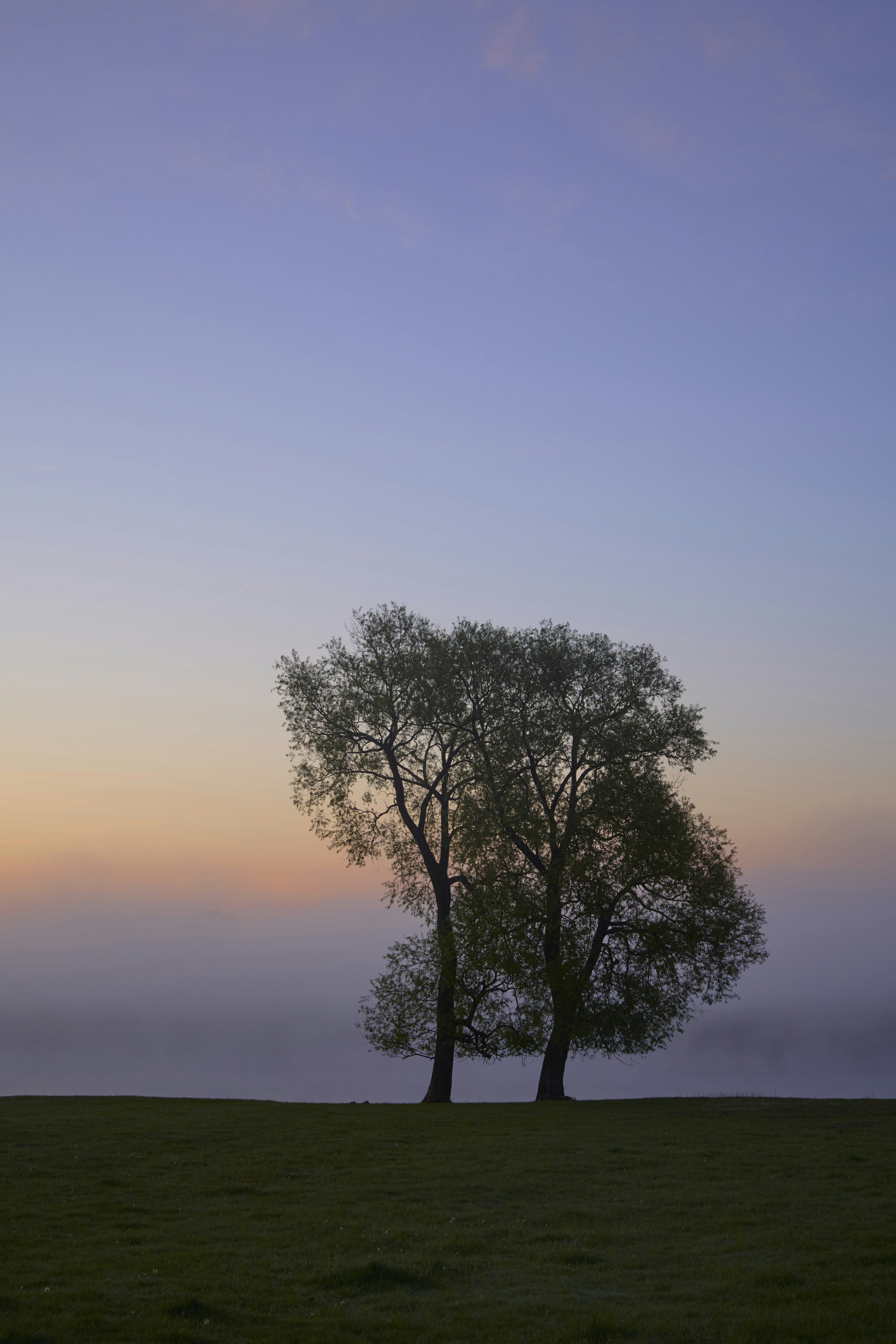 Twin Trees at Dusk: A Quiet Convergence on the Horizon