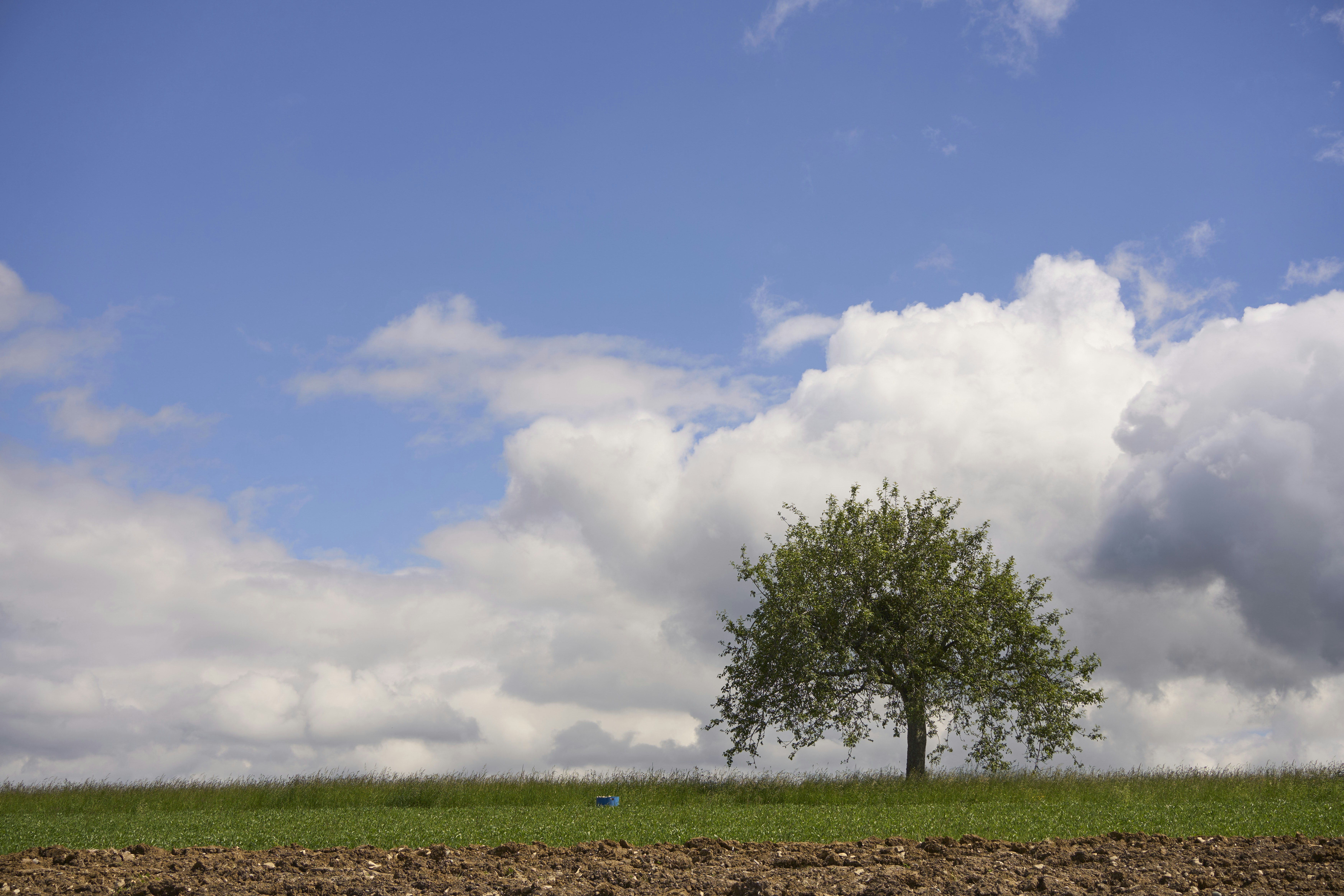 Single Oak on the Horizon: Quiet Field Under Expansive Sky