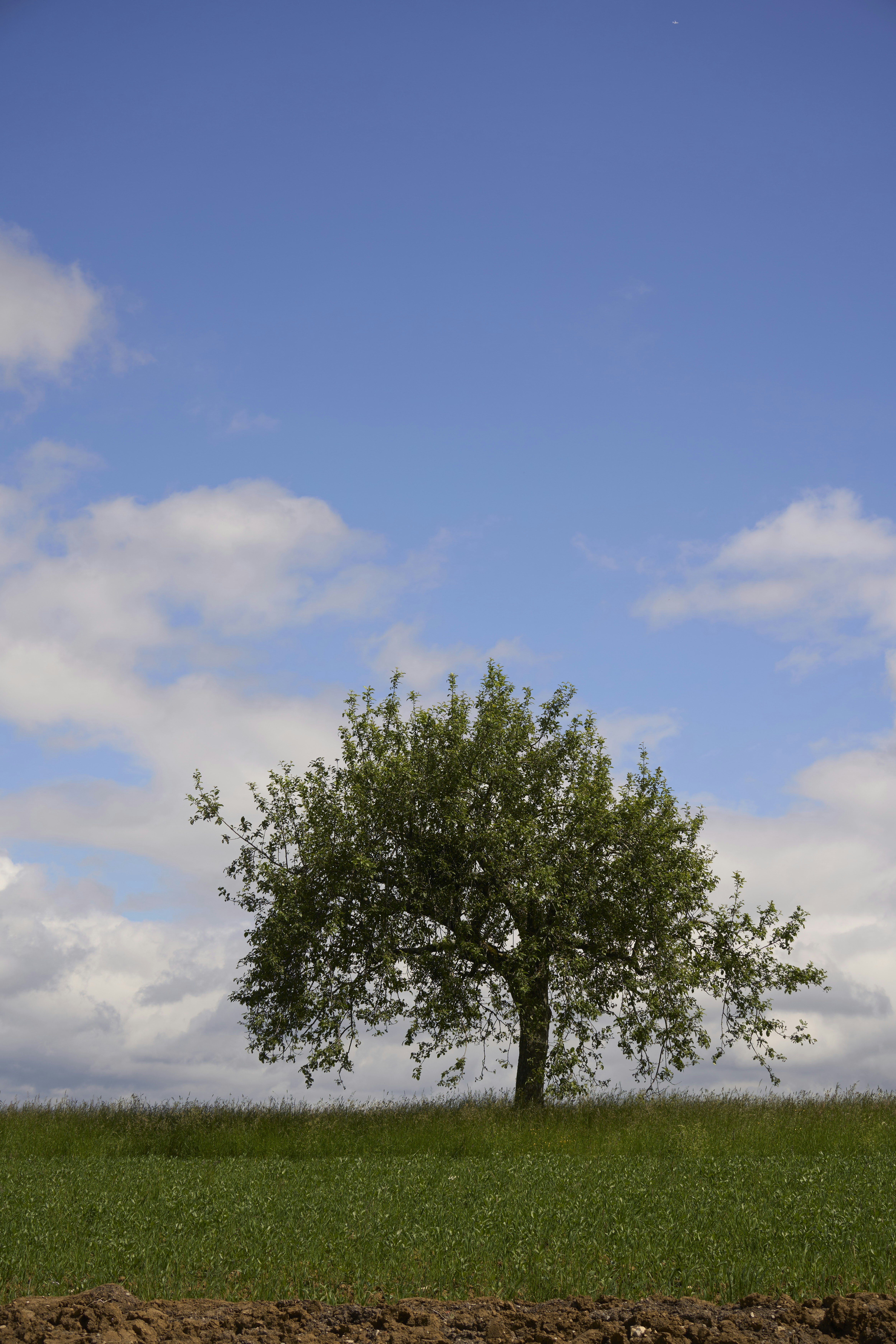  lone orchard sentinel under a broad blue sky