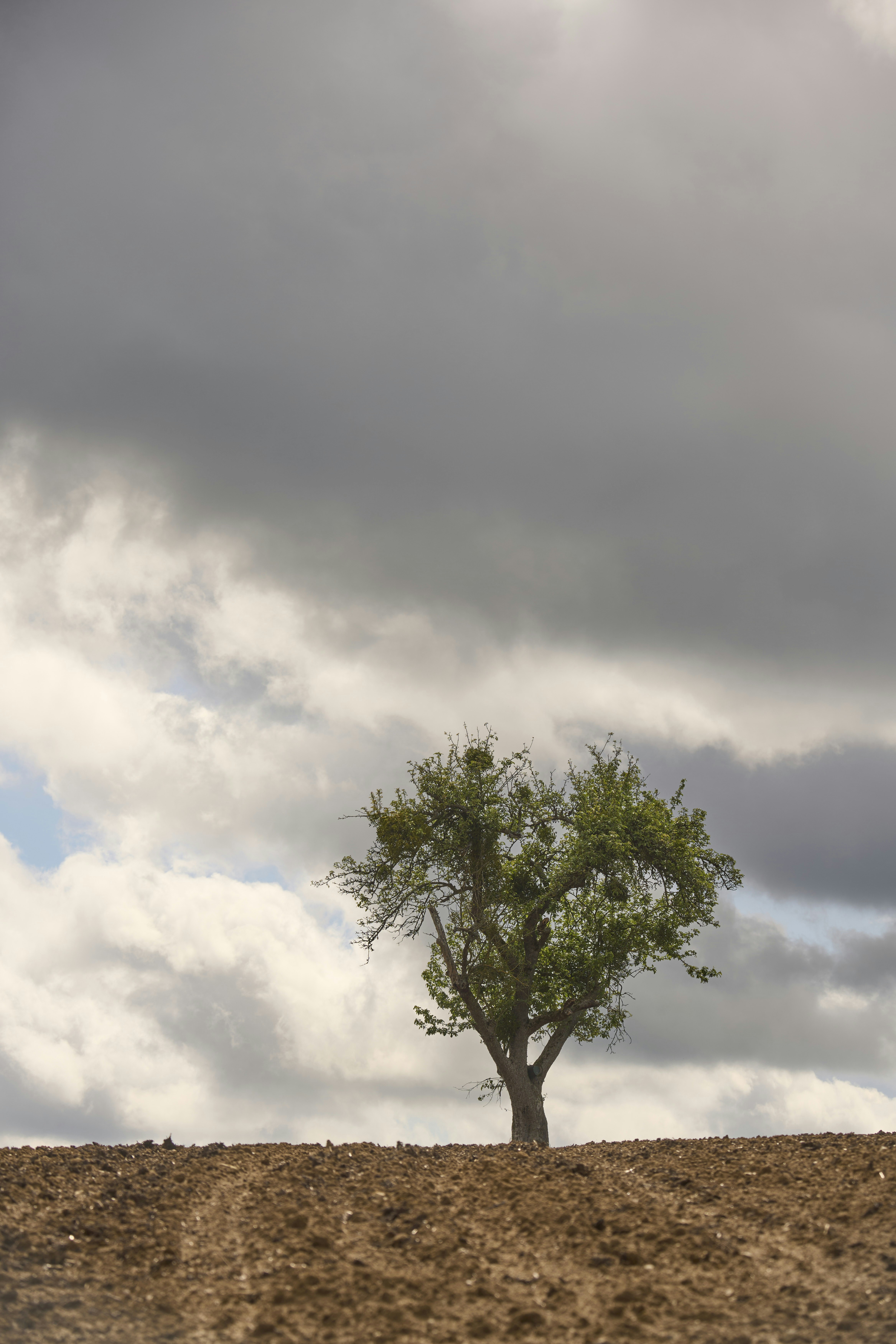  Lone Tree on a Gentle Slope Under a Dramatic Sky