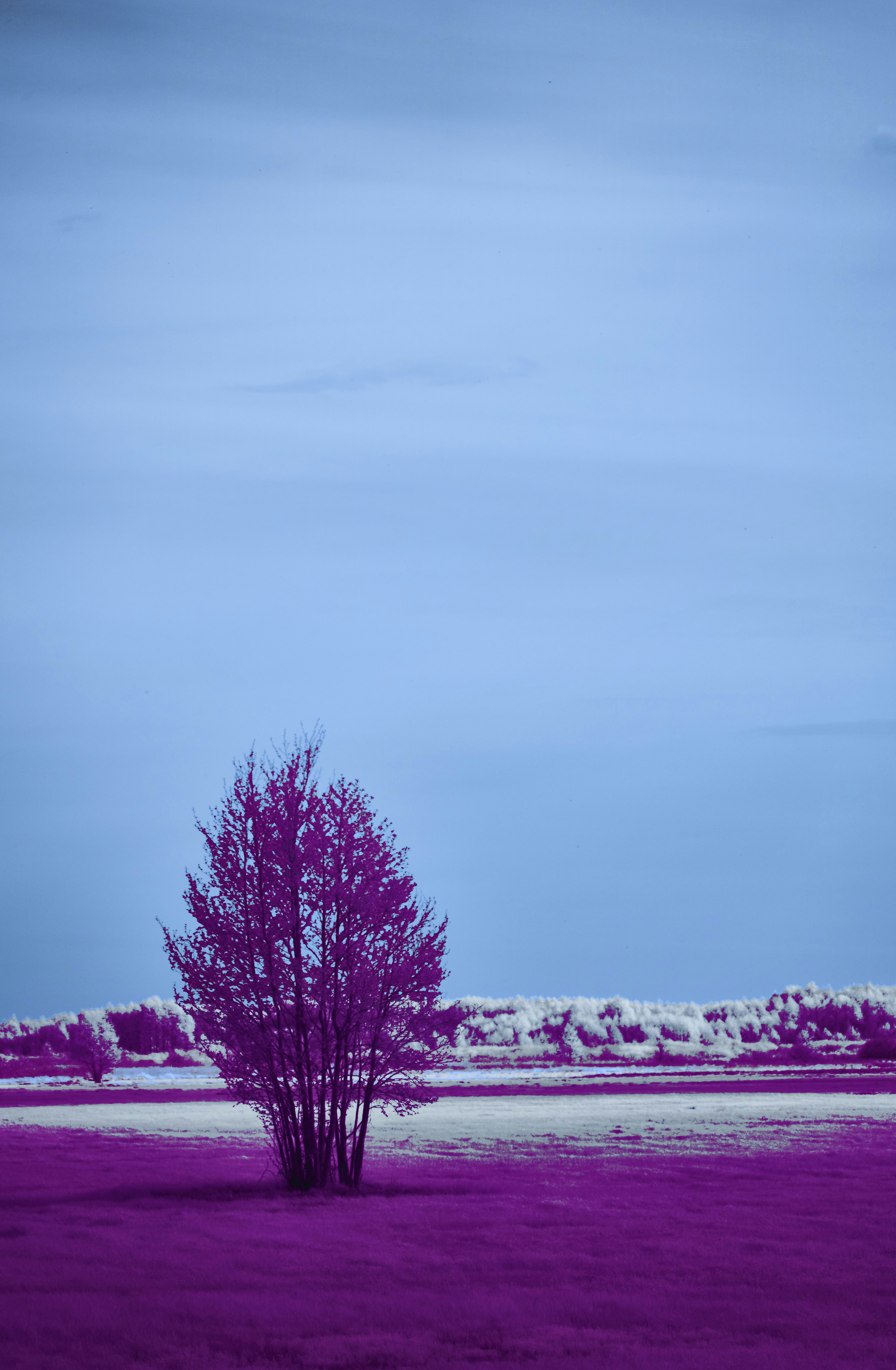 solitary tree under a pastel purple sky over a frost-kissed field