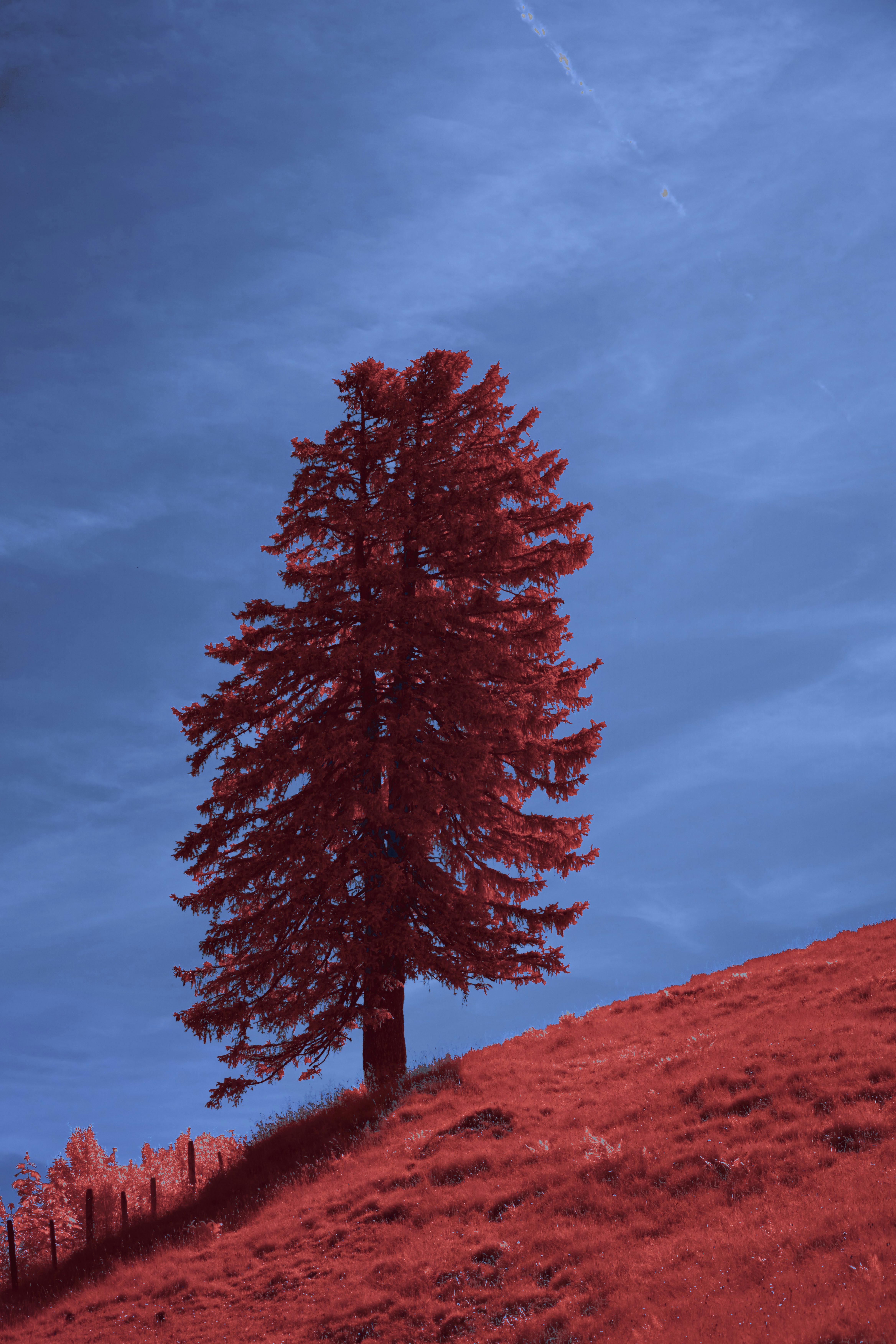 Crimson Lone Pine Against a Cerulean Sky