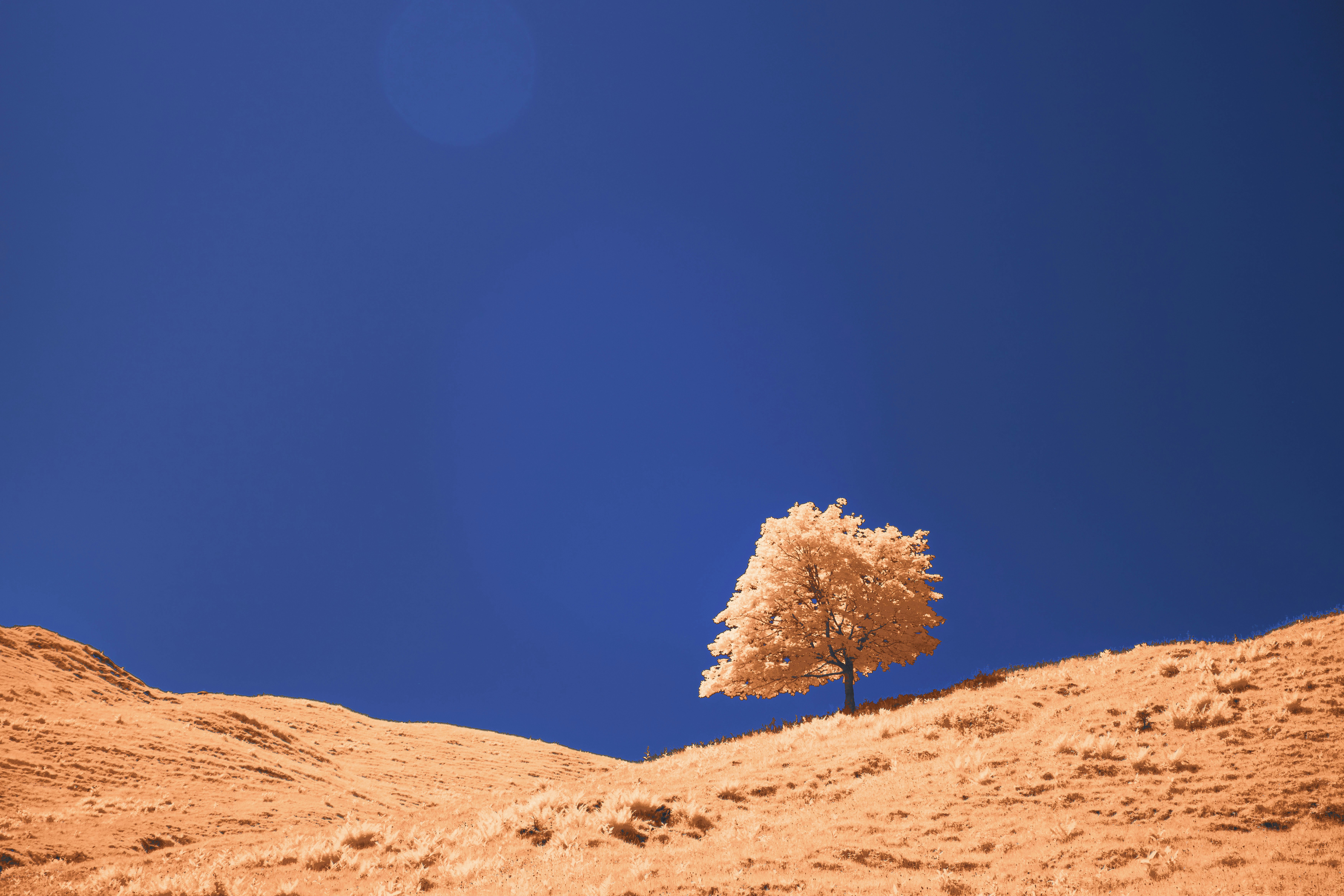  lone tree on a sunlit dune under a cobalt sky