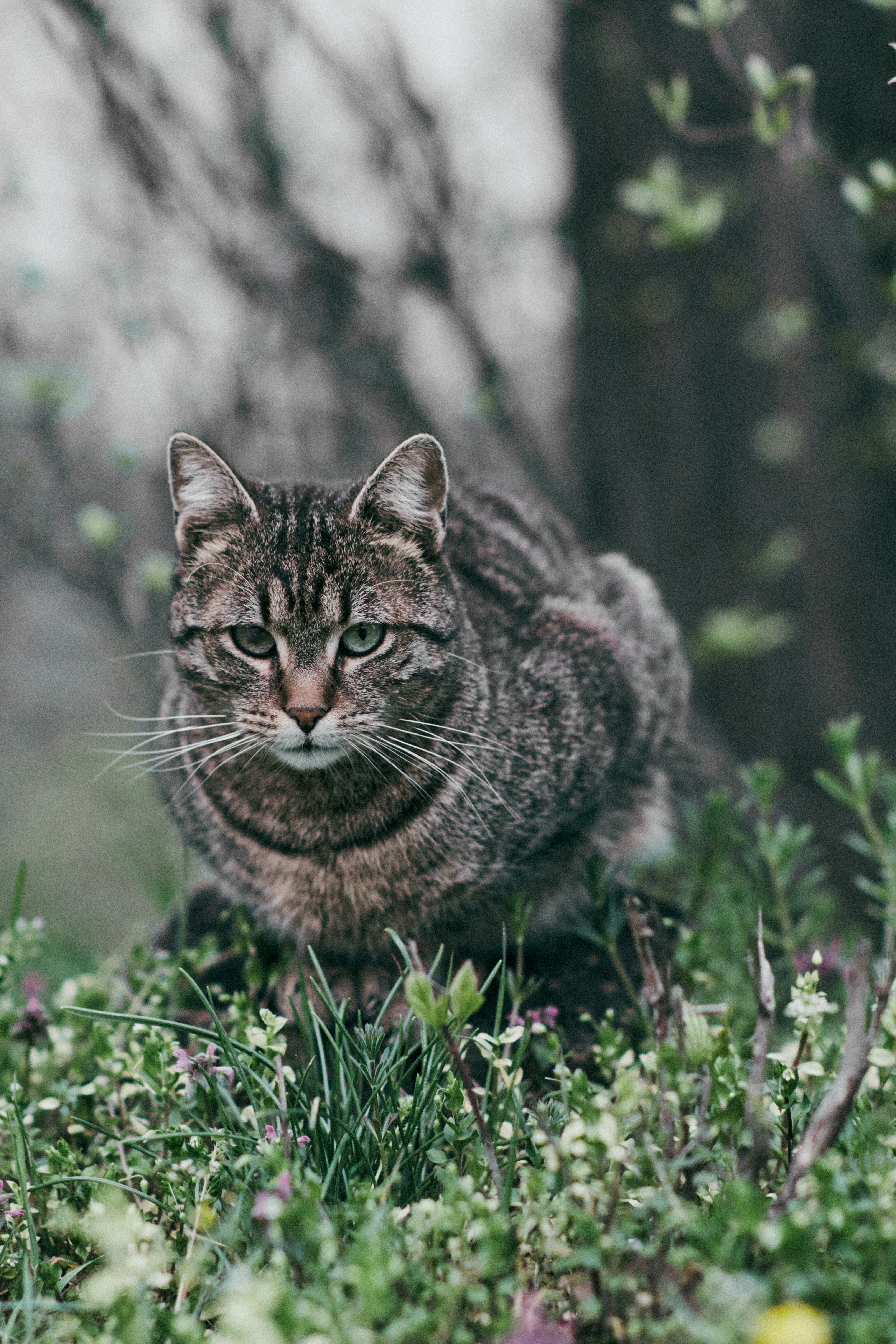 Steely-Gazed Feline Amid Spring Vines