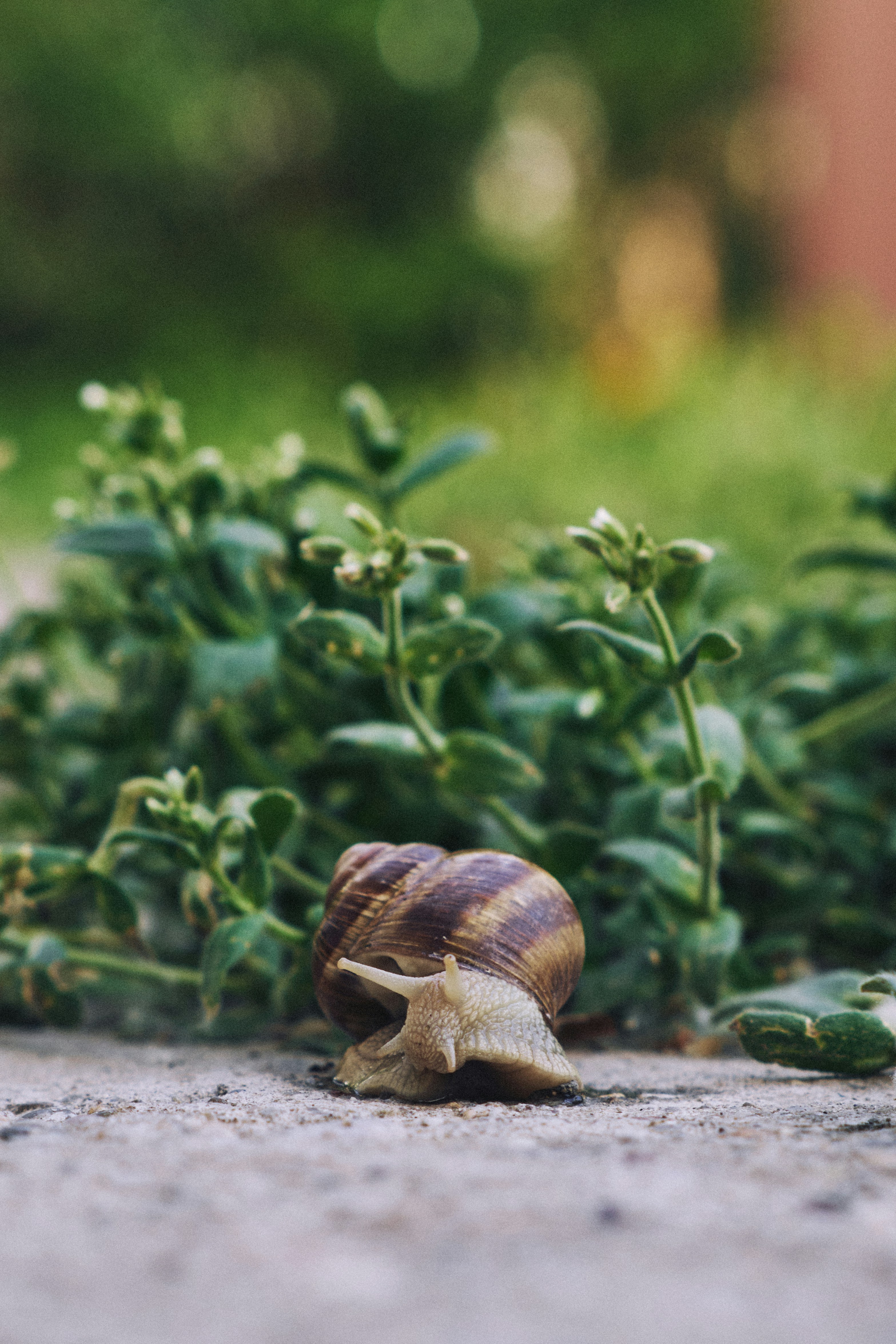 Close-up of a snail on a sandy path with green foliage behind, highlighting the shell texture and natural setting.
