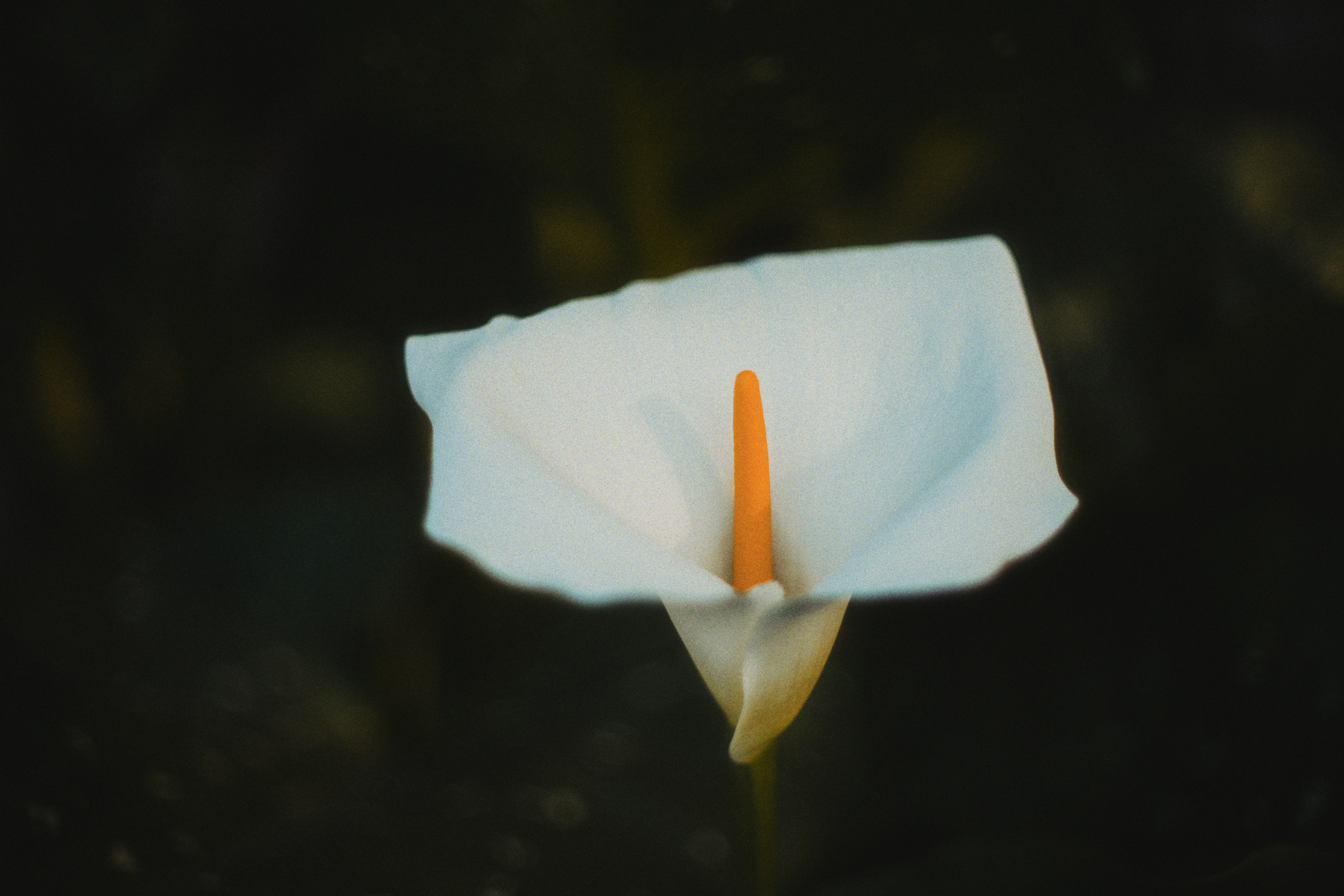 White Calla Lily with Orange Spadix in Soft Backlight