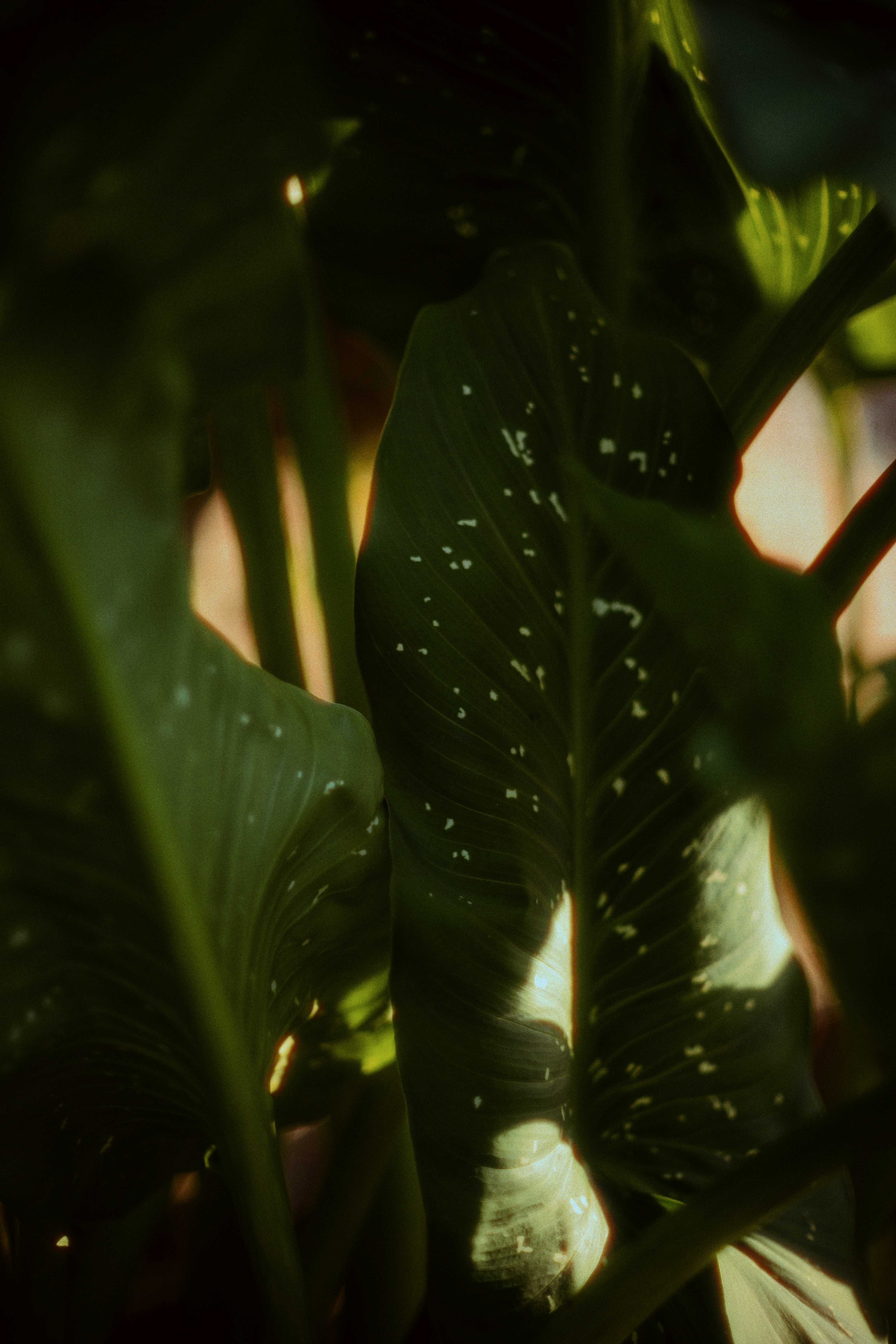Sunlit Tropical Leaflets in a Shaded Understory