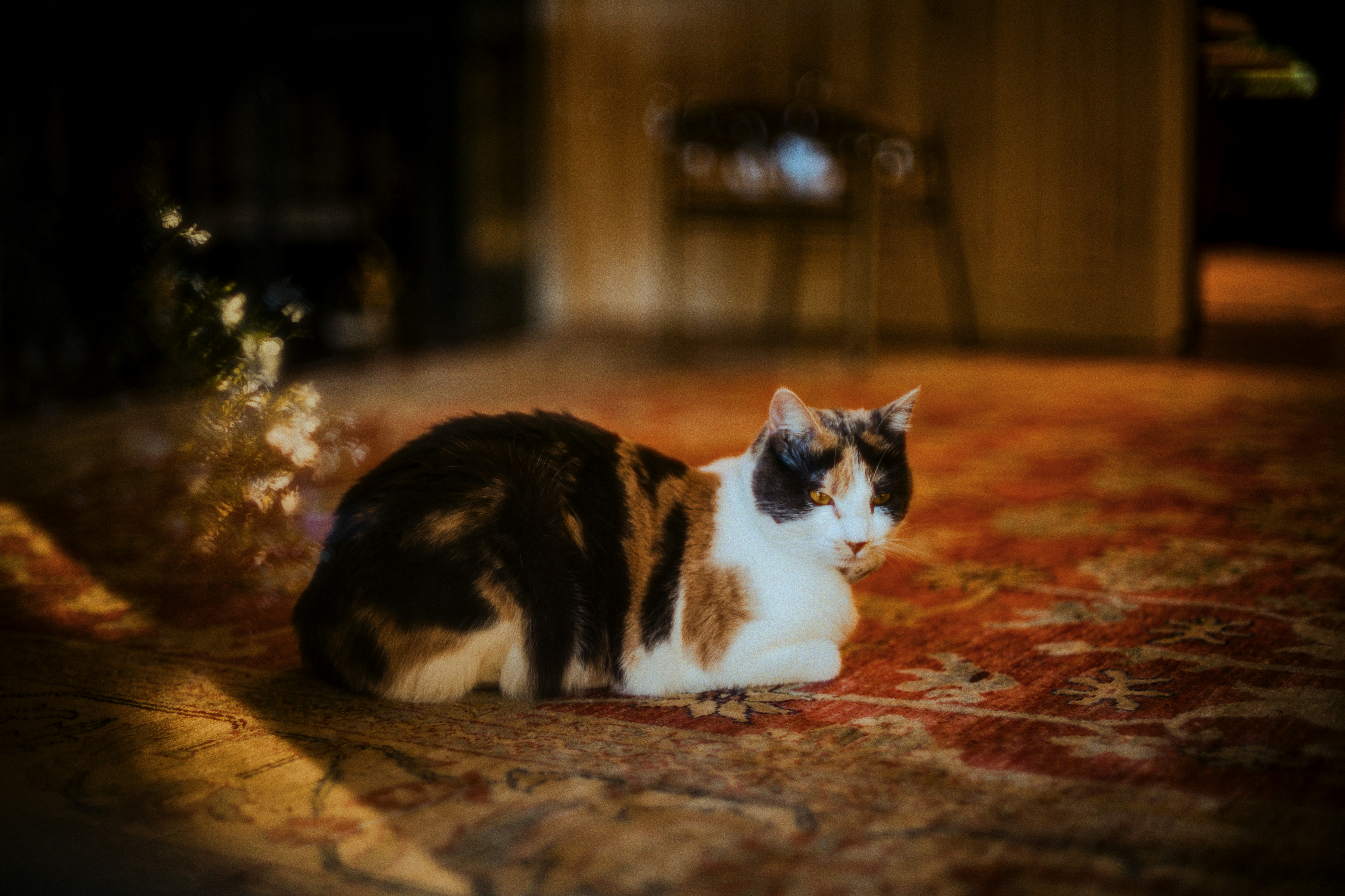 Moonlit Loaf: A Calico Cat Resting in Warm Carpeted Glow