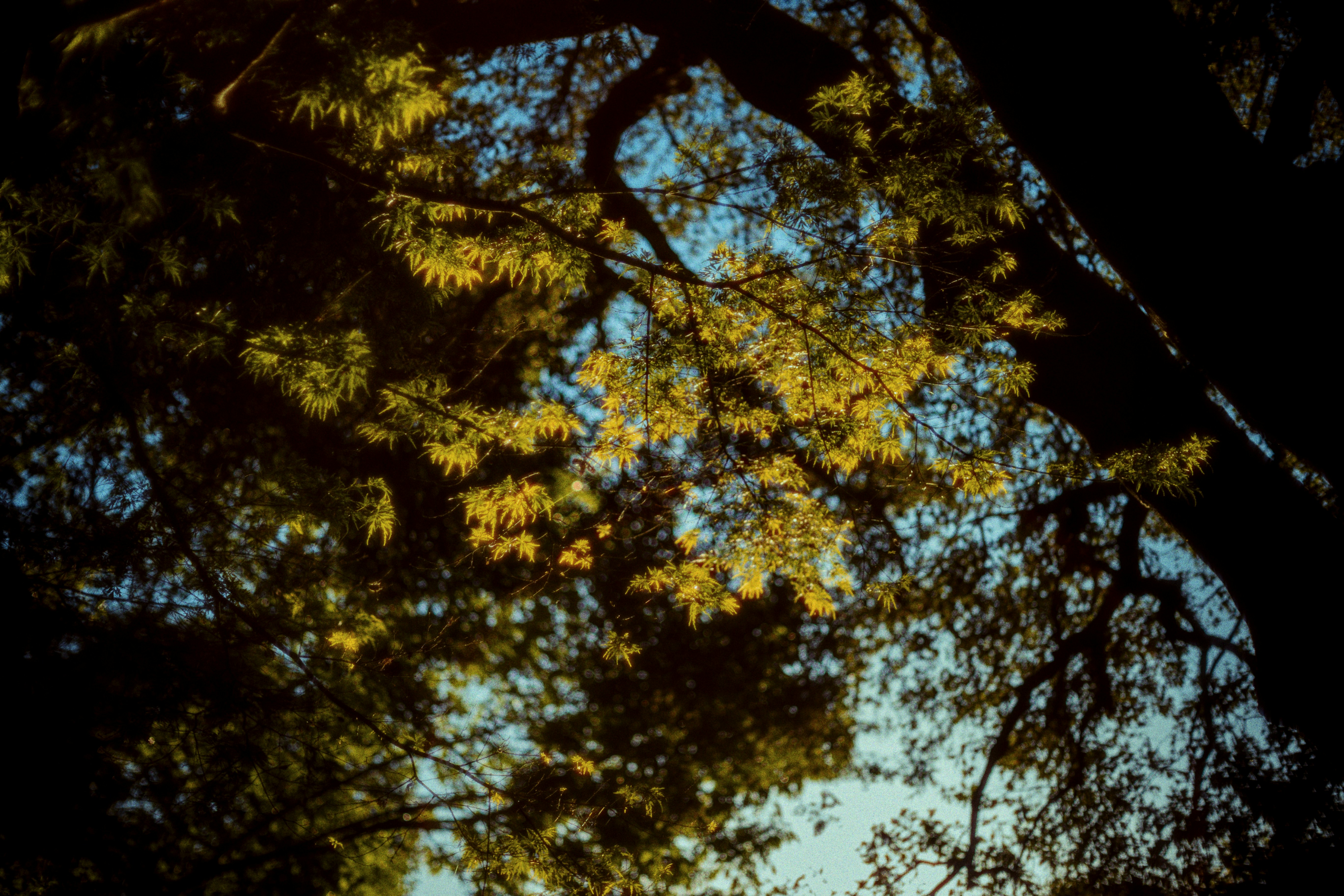 Golden Canopy: Sunlit Leaves Against a Deep Sky