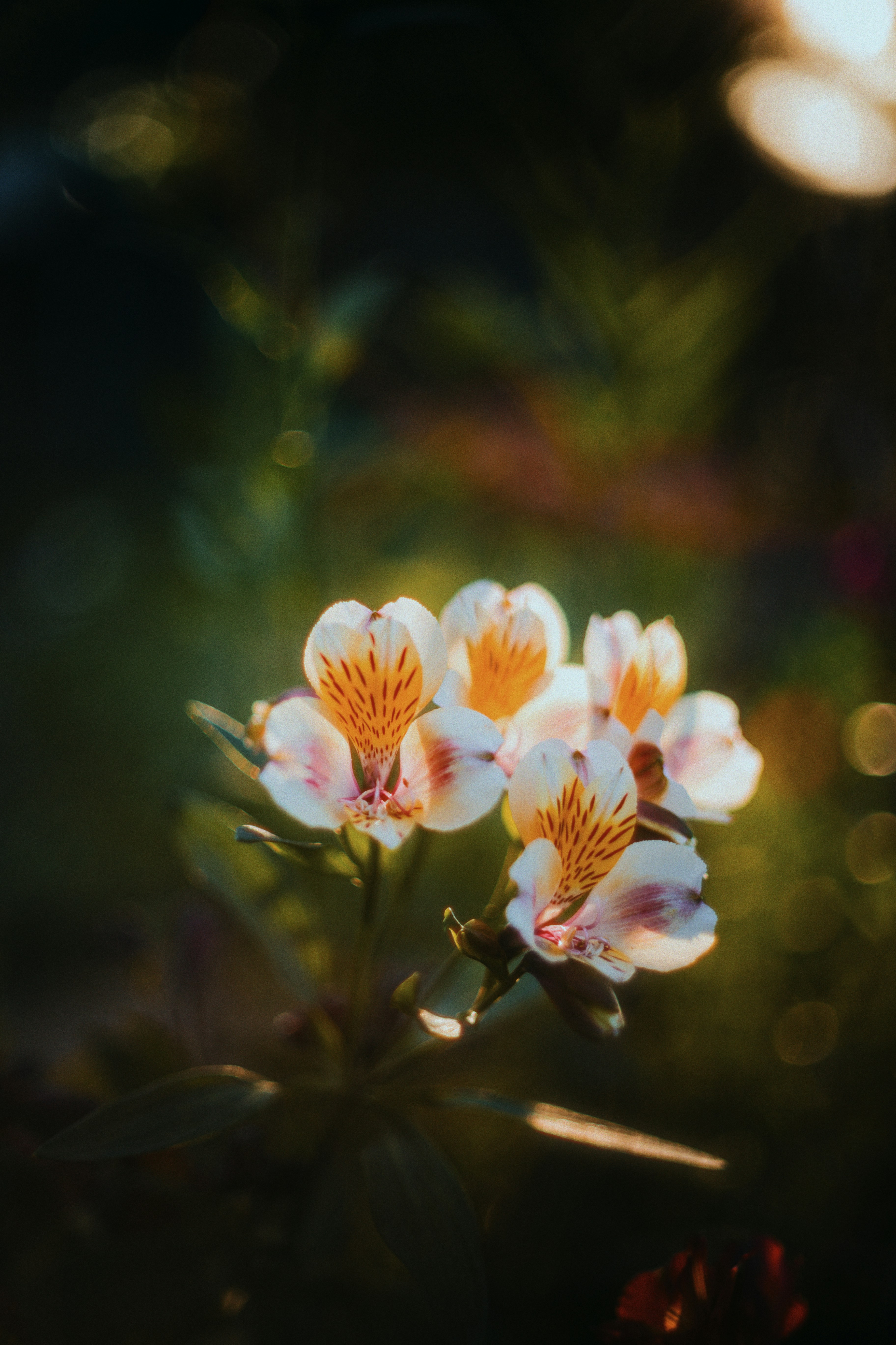 Sunlit Alchemy: A Cluster of Albiflora Blooms in Soft Backlight