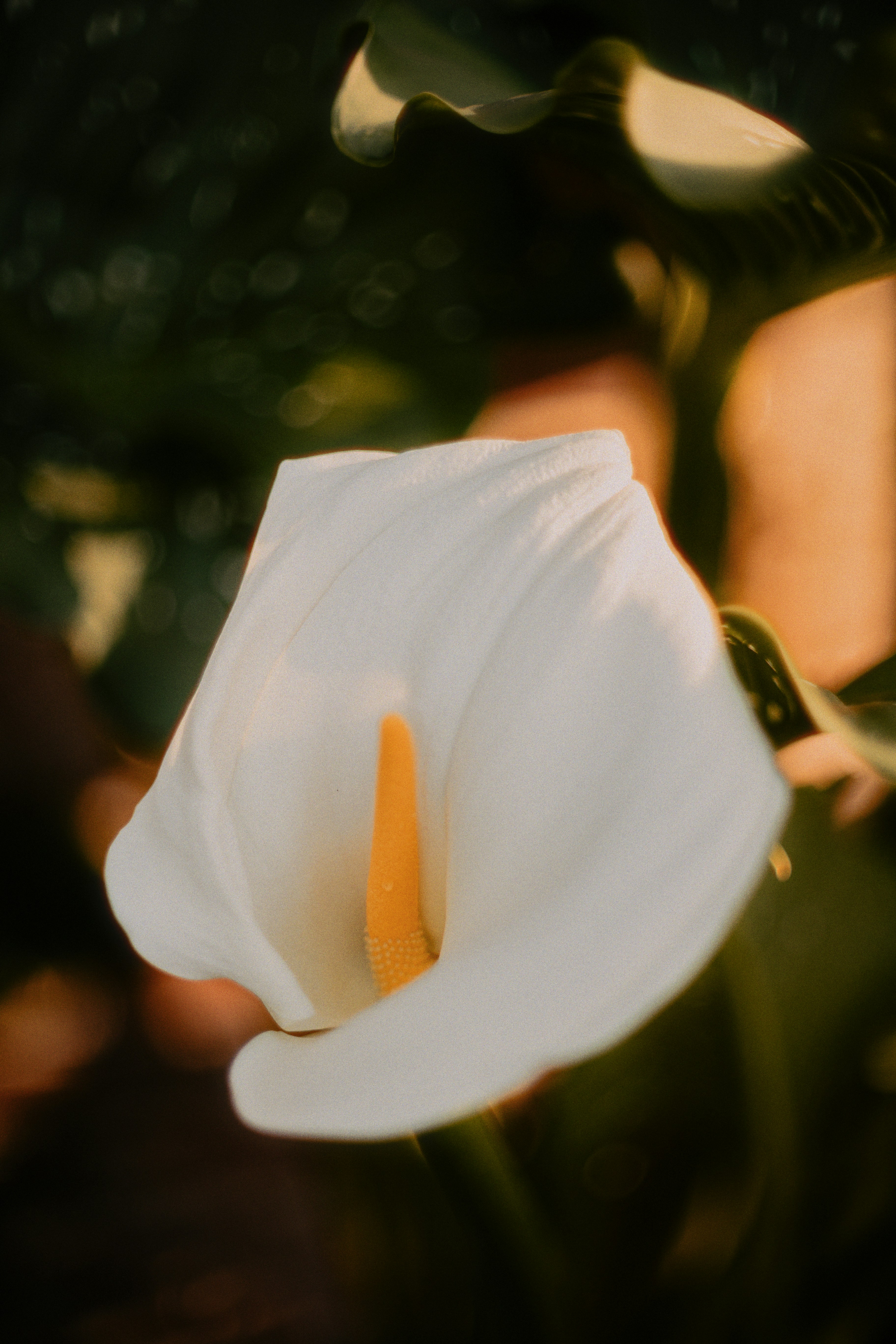White Calla Lily in Soft Backlight