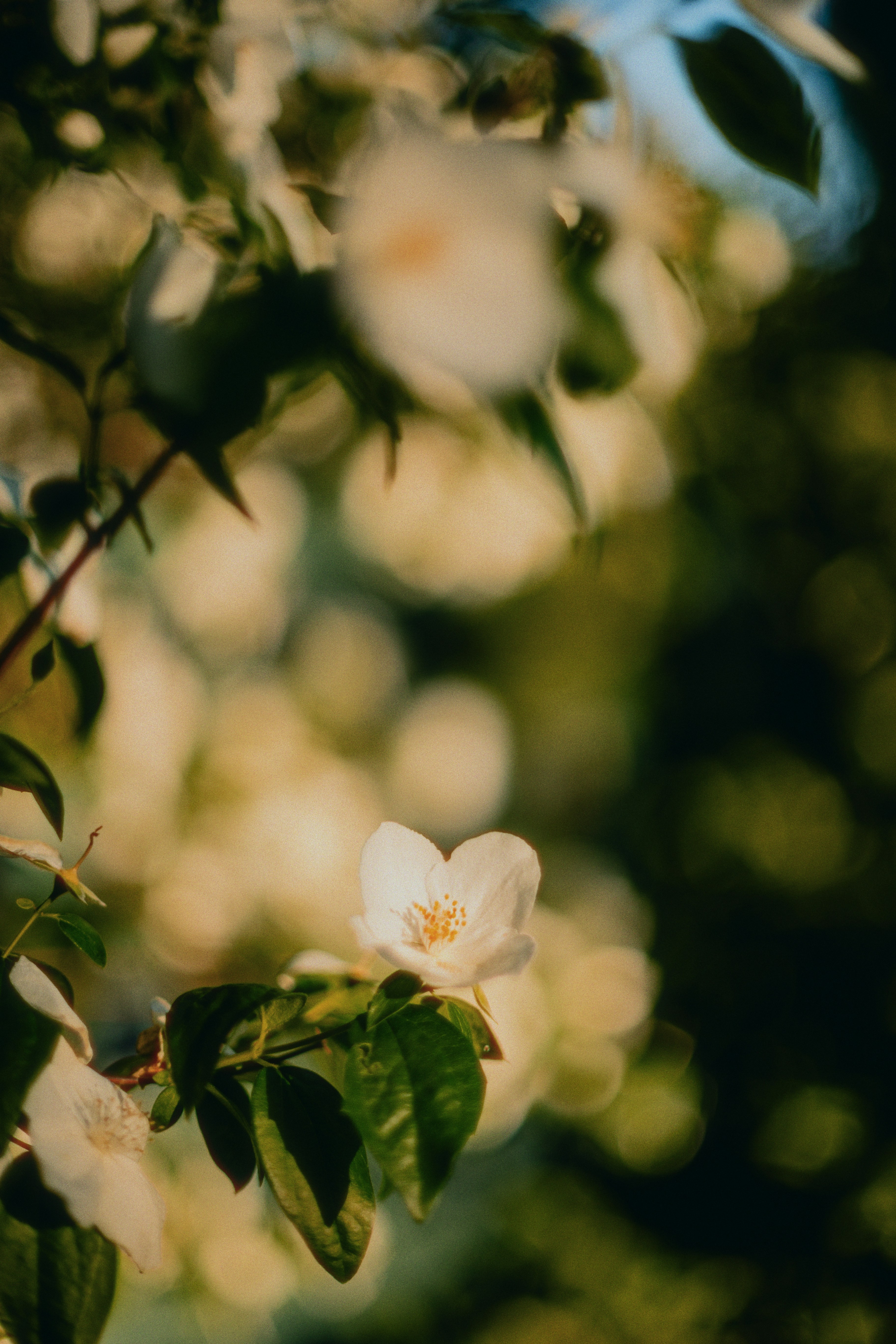 Soft-focus Bloom: A Quiet Morning among White Flowers