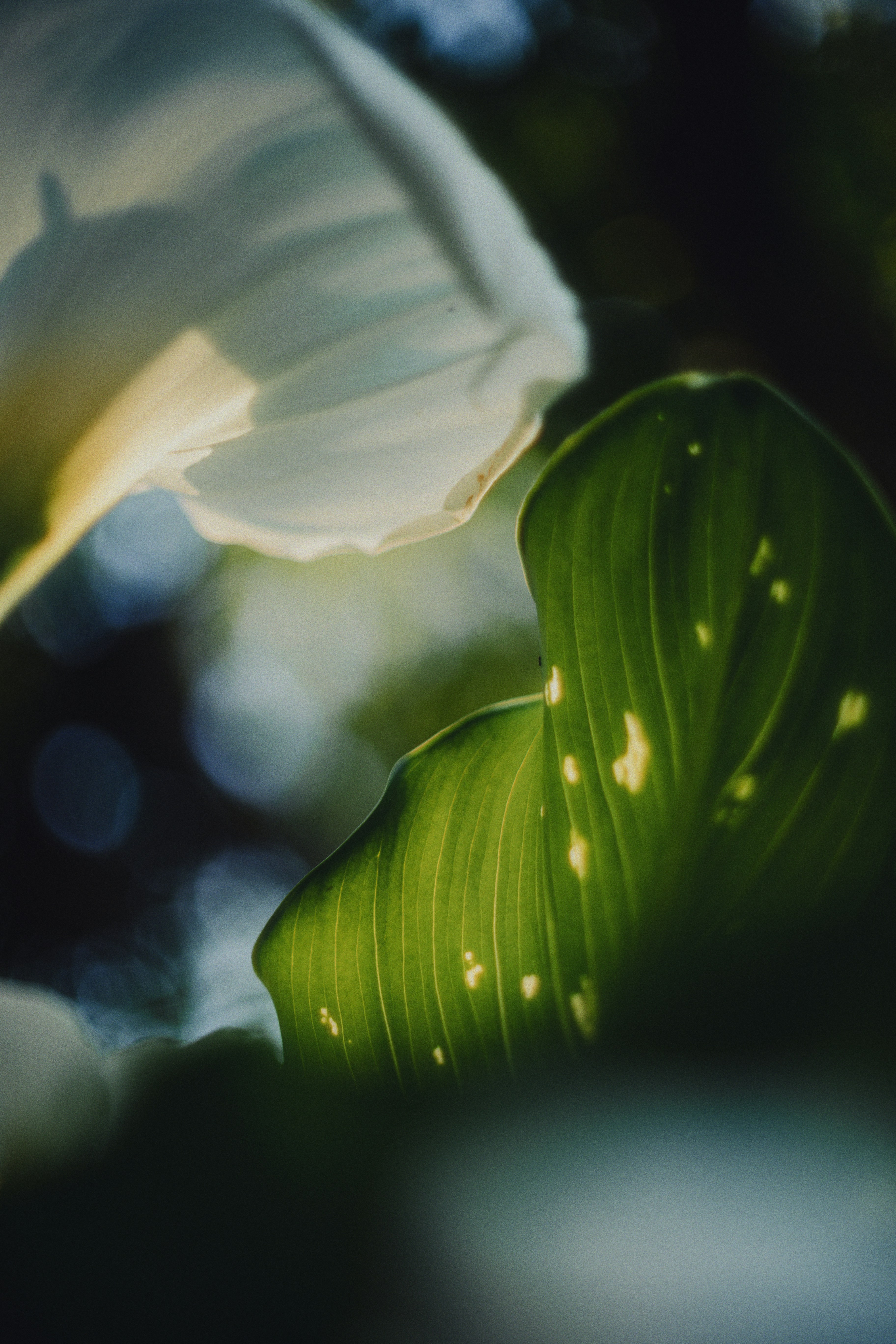 Emerald Veil: Sunlit Leaf Stripes against a Soft Bloom