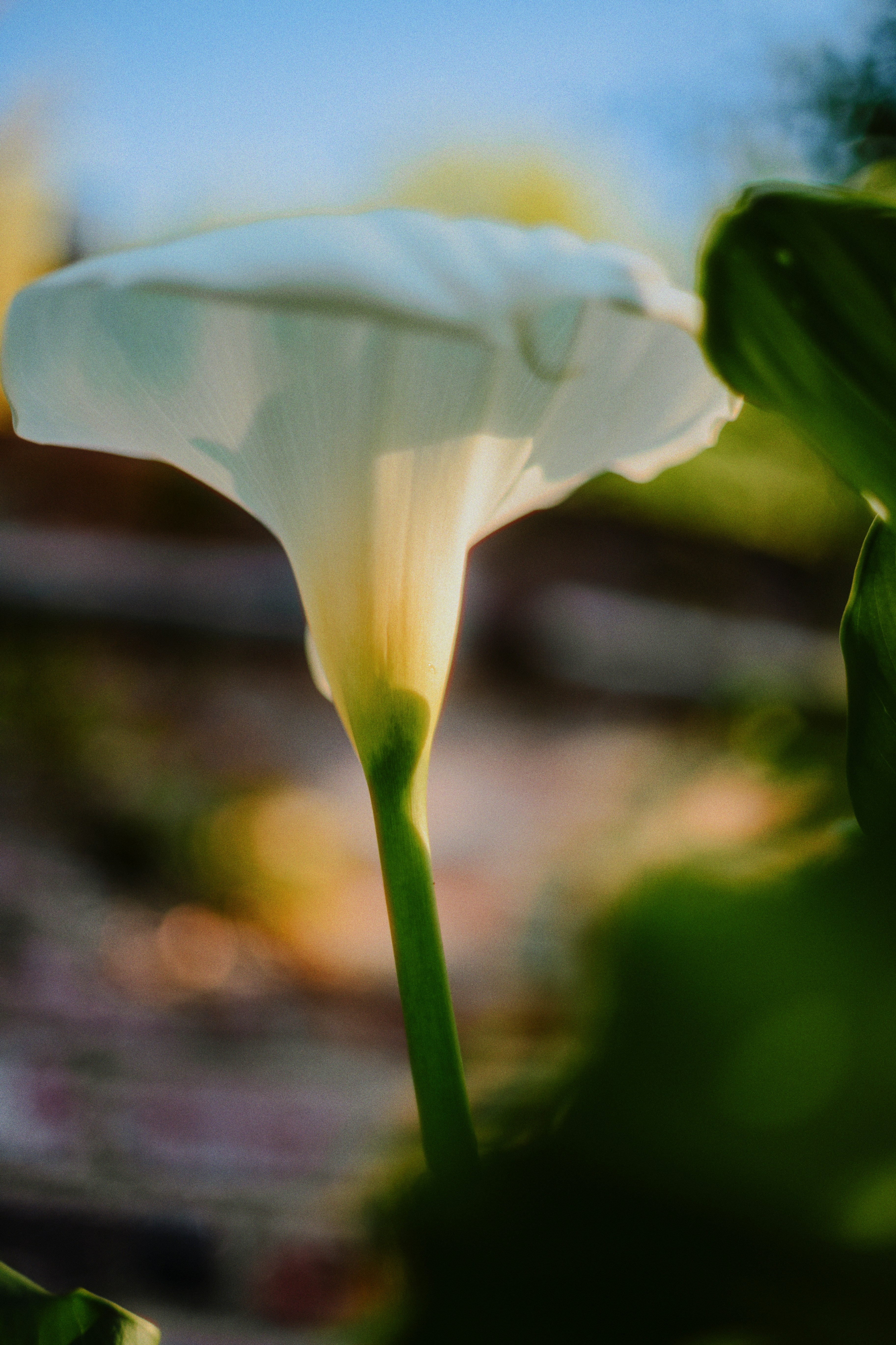 Petaled Whisper: a white calla lily reaching toward the sun