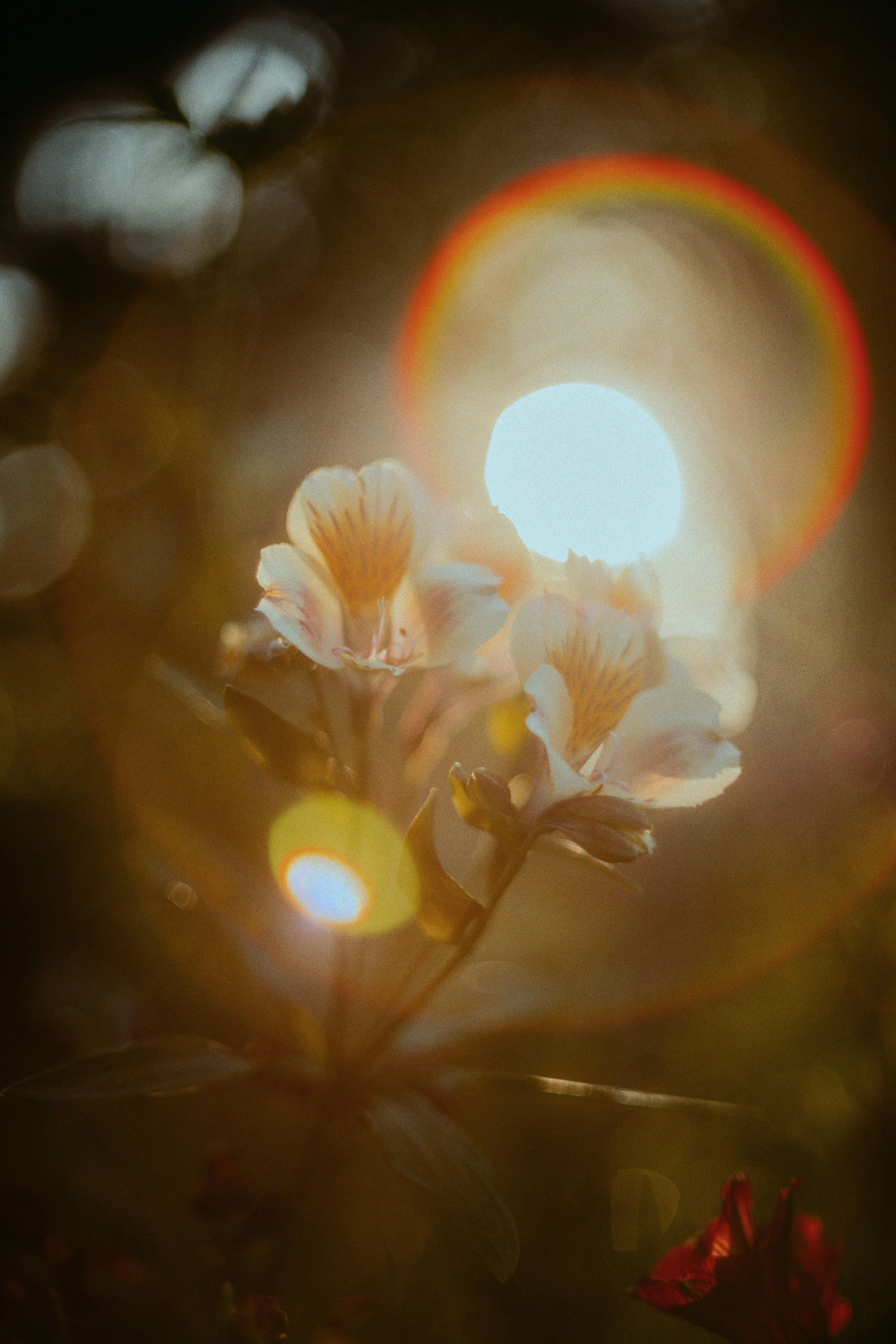 Backlit Blossom in a Halo of Sunlight